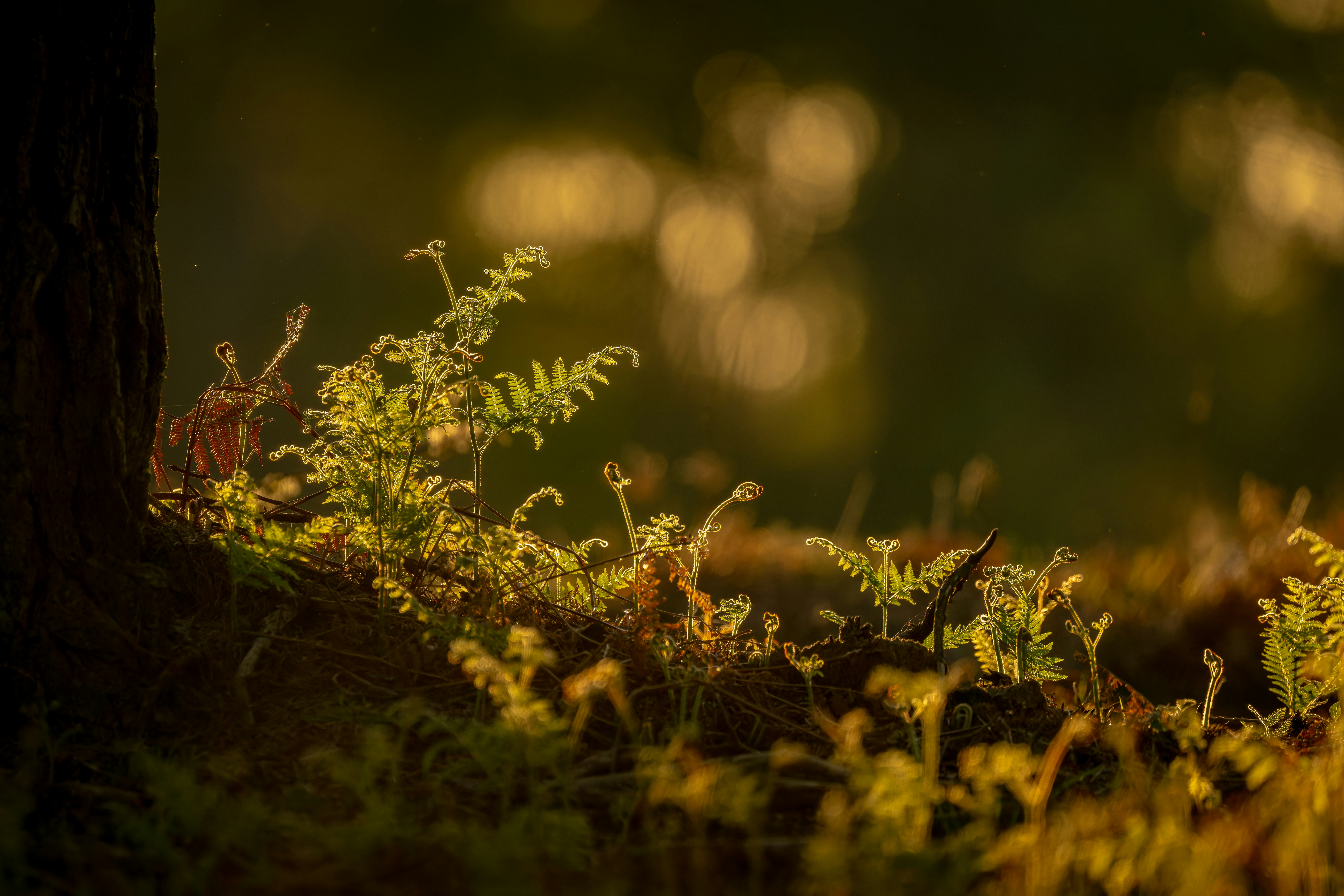 Whispering Ferns at the Edge of Dappled Light