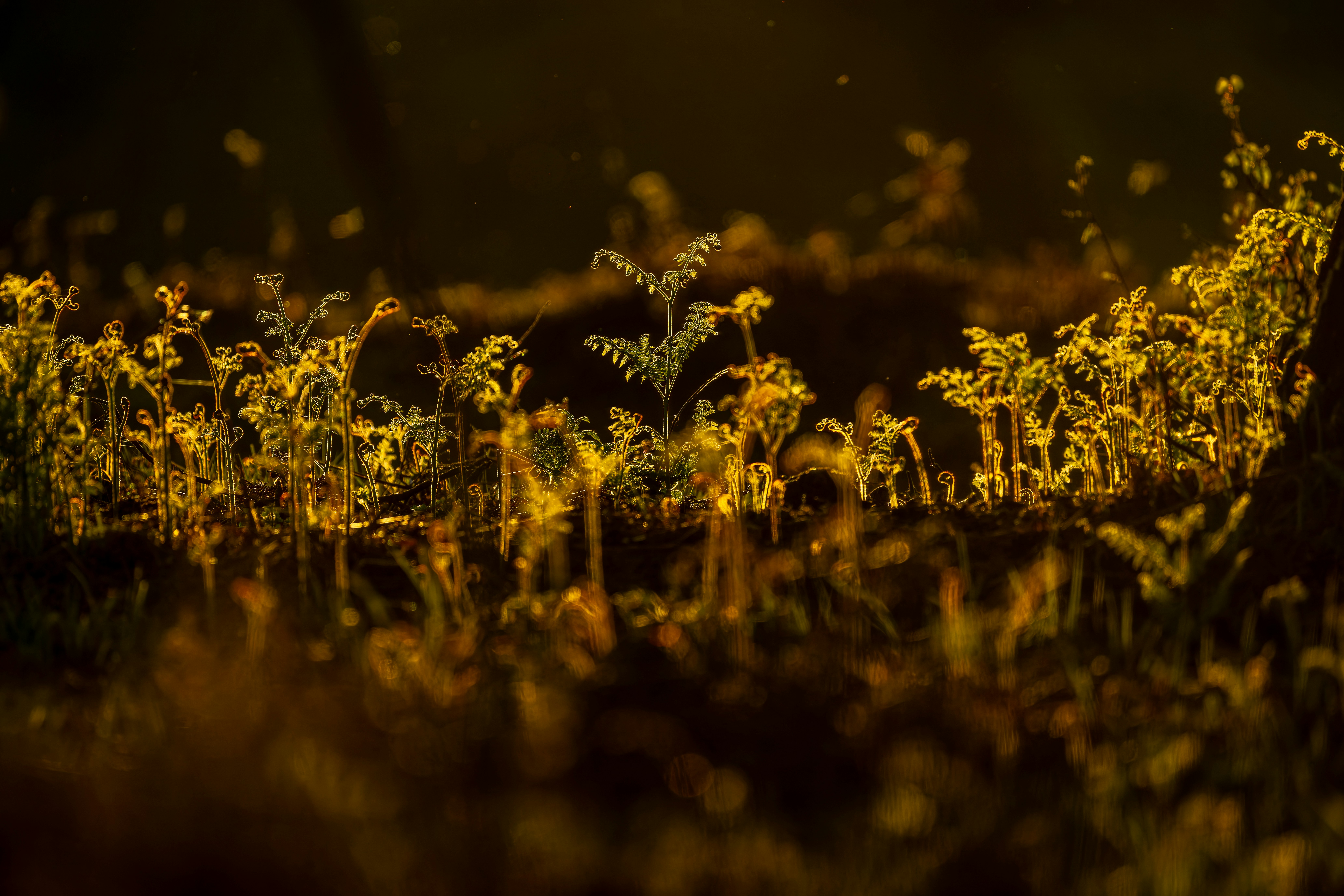 Golden Verve: Sunlit micro-flora at the edge of dusk