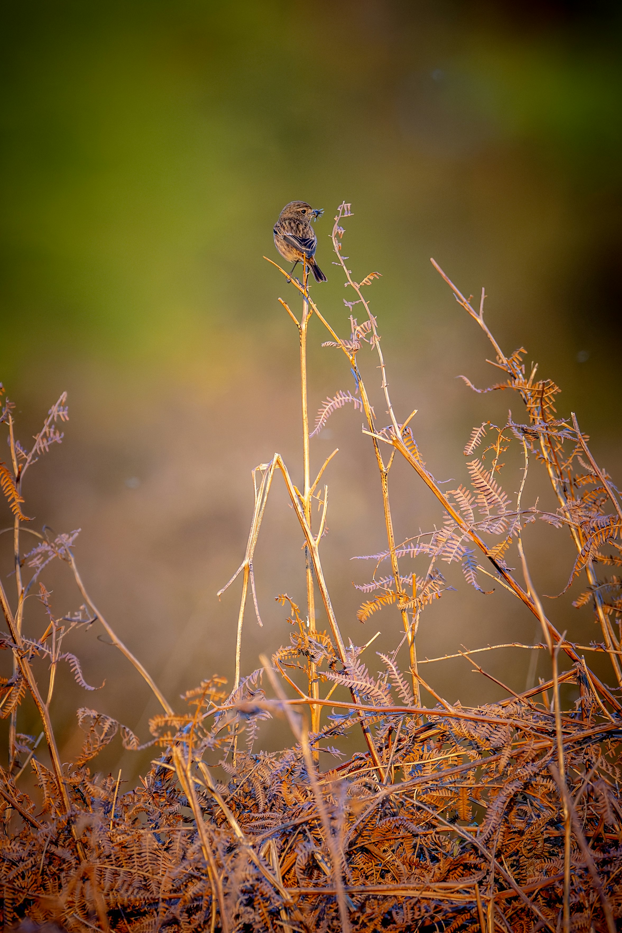 Silent Spotlight: A Sparrow Crowned by Autumn Stems