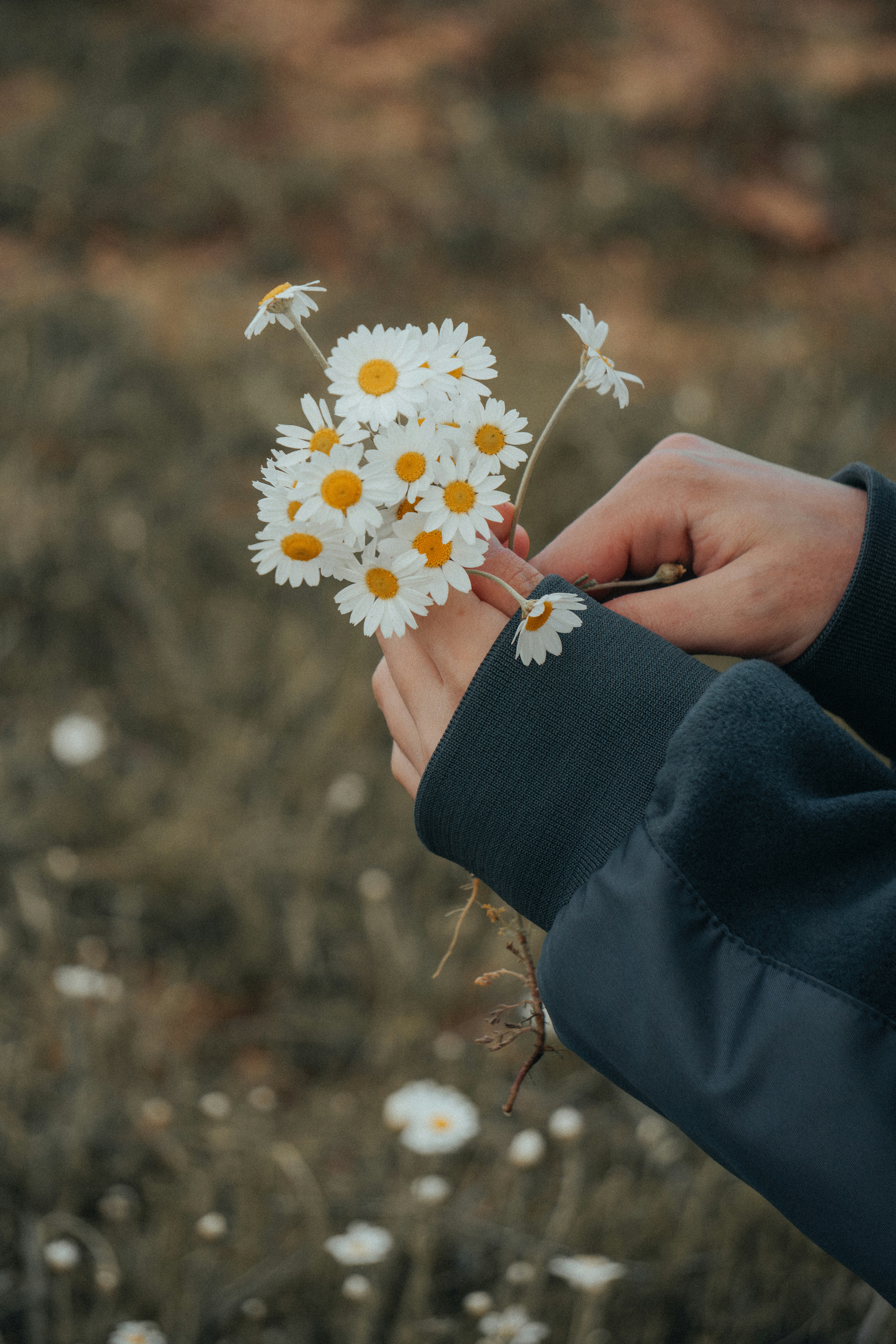 Hands and Daisies: A Quiet Gesture in Sepia-Soft Light