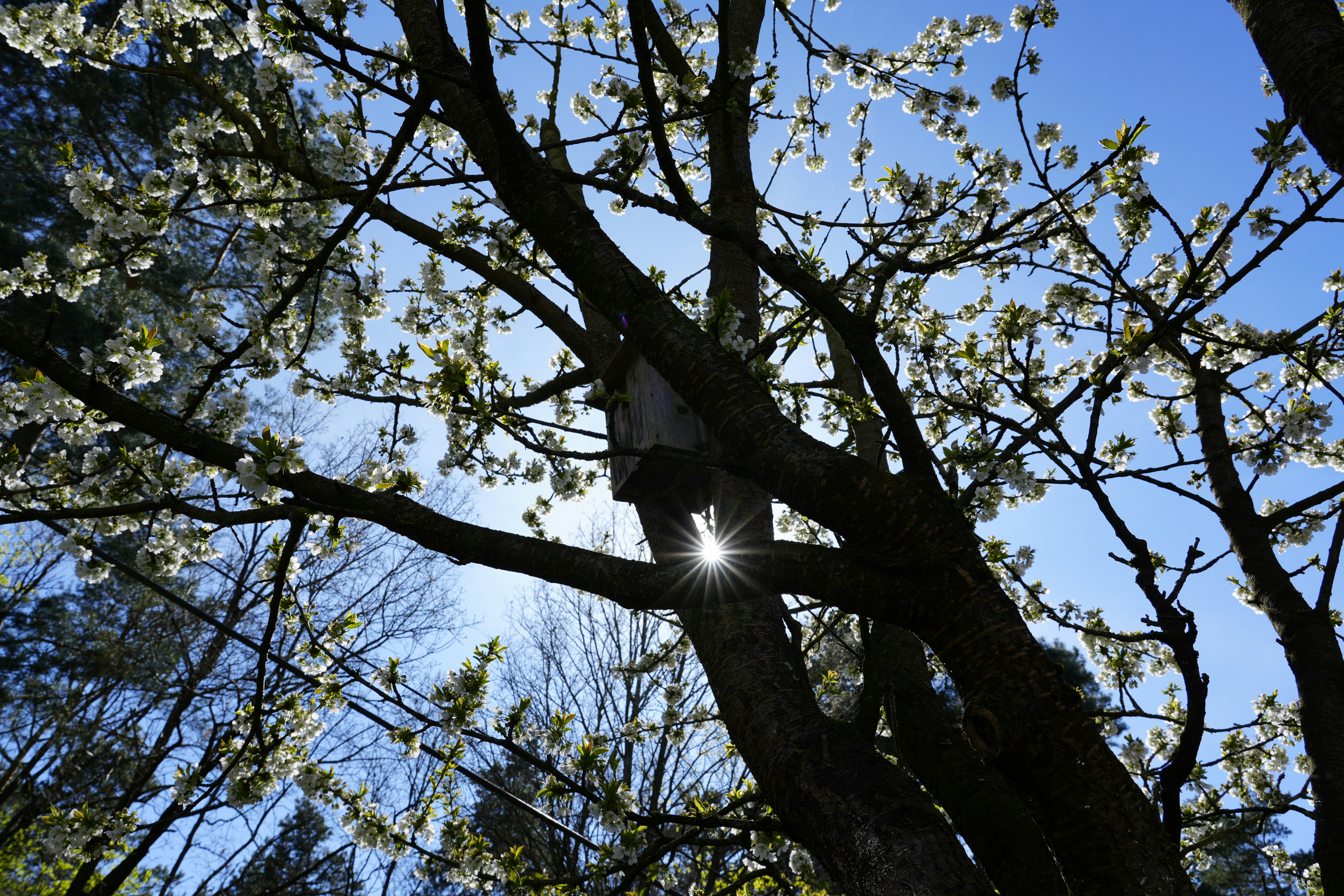 Starburst Through Blossoms: Sunlit Tree Canopy