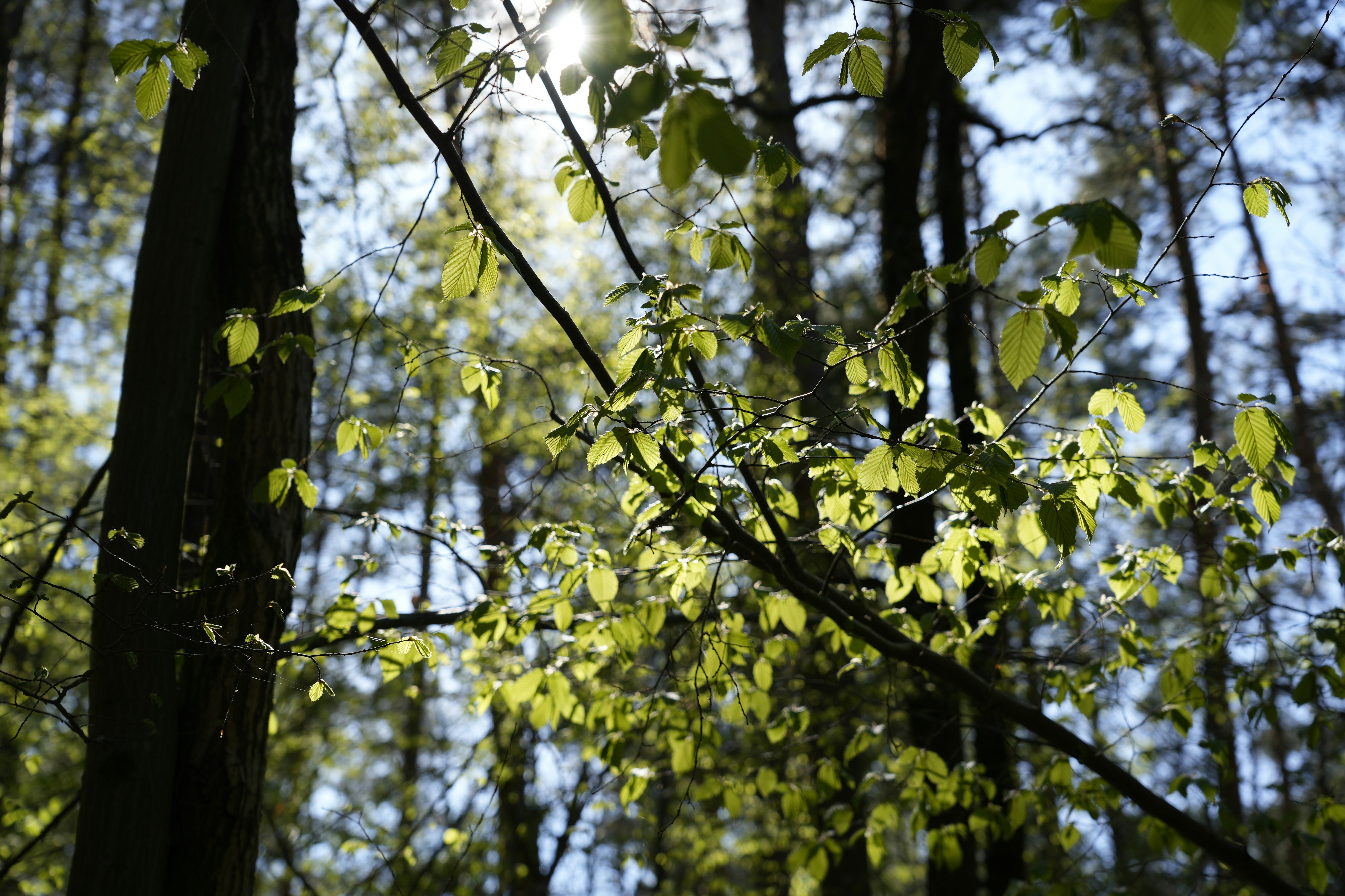 Sunlit Freshness: Young Leaves Whispering in a Quiet Forest