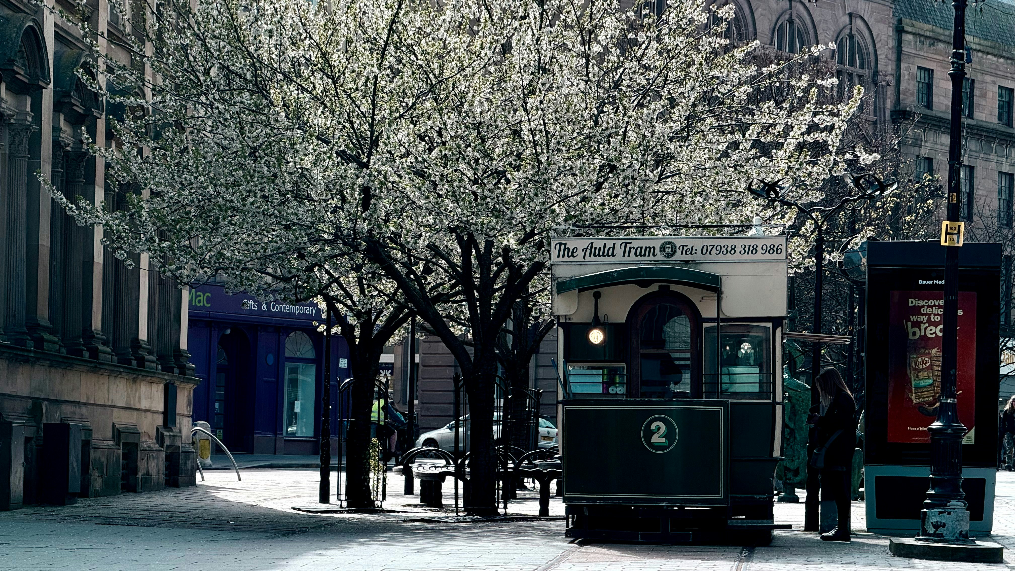 Blossoms on Rails: A City Tram in Frosted Light