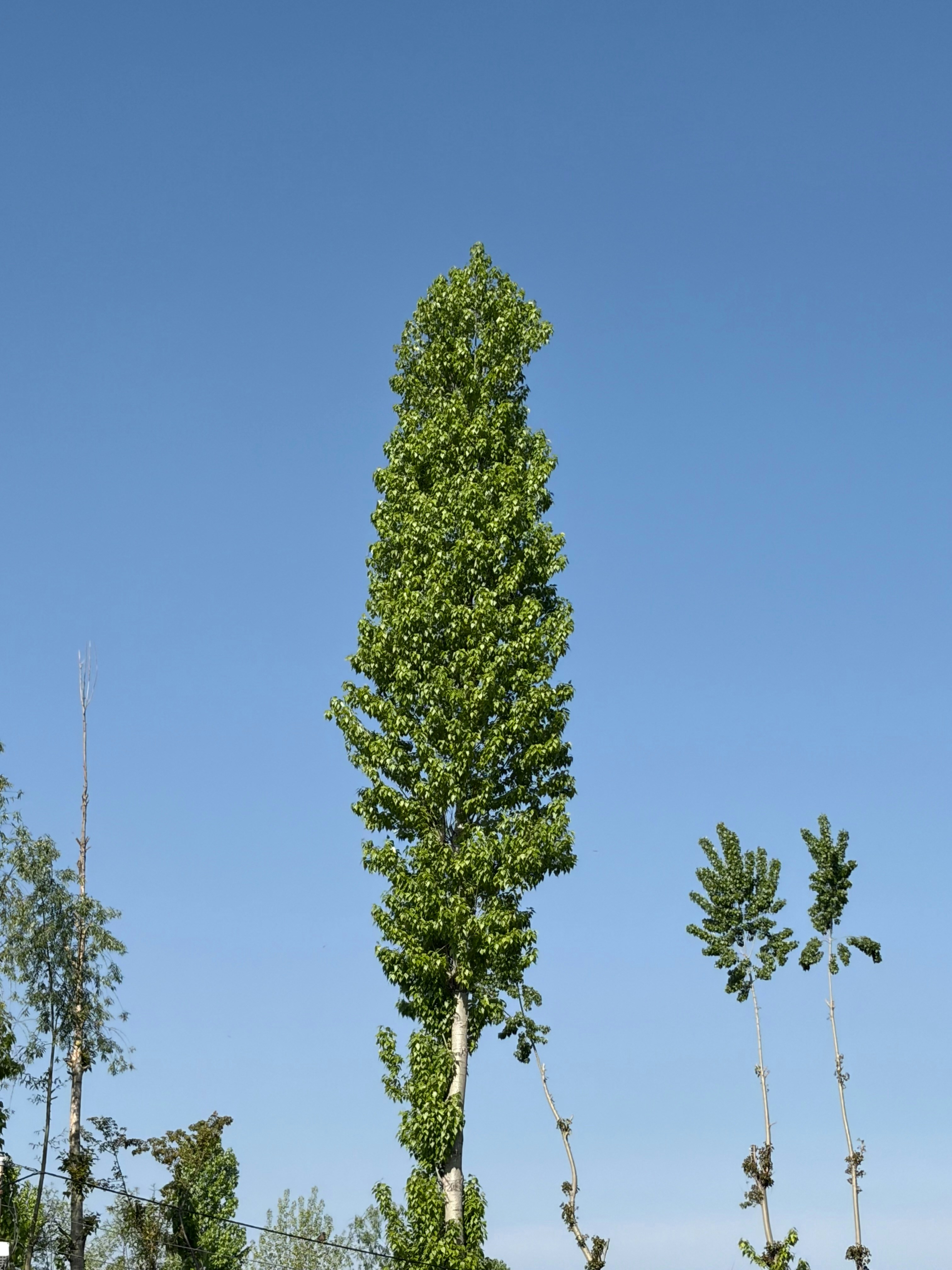 Tall Central Poplar Reaches for a Clear Sky