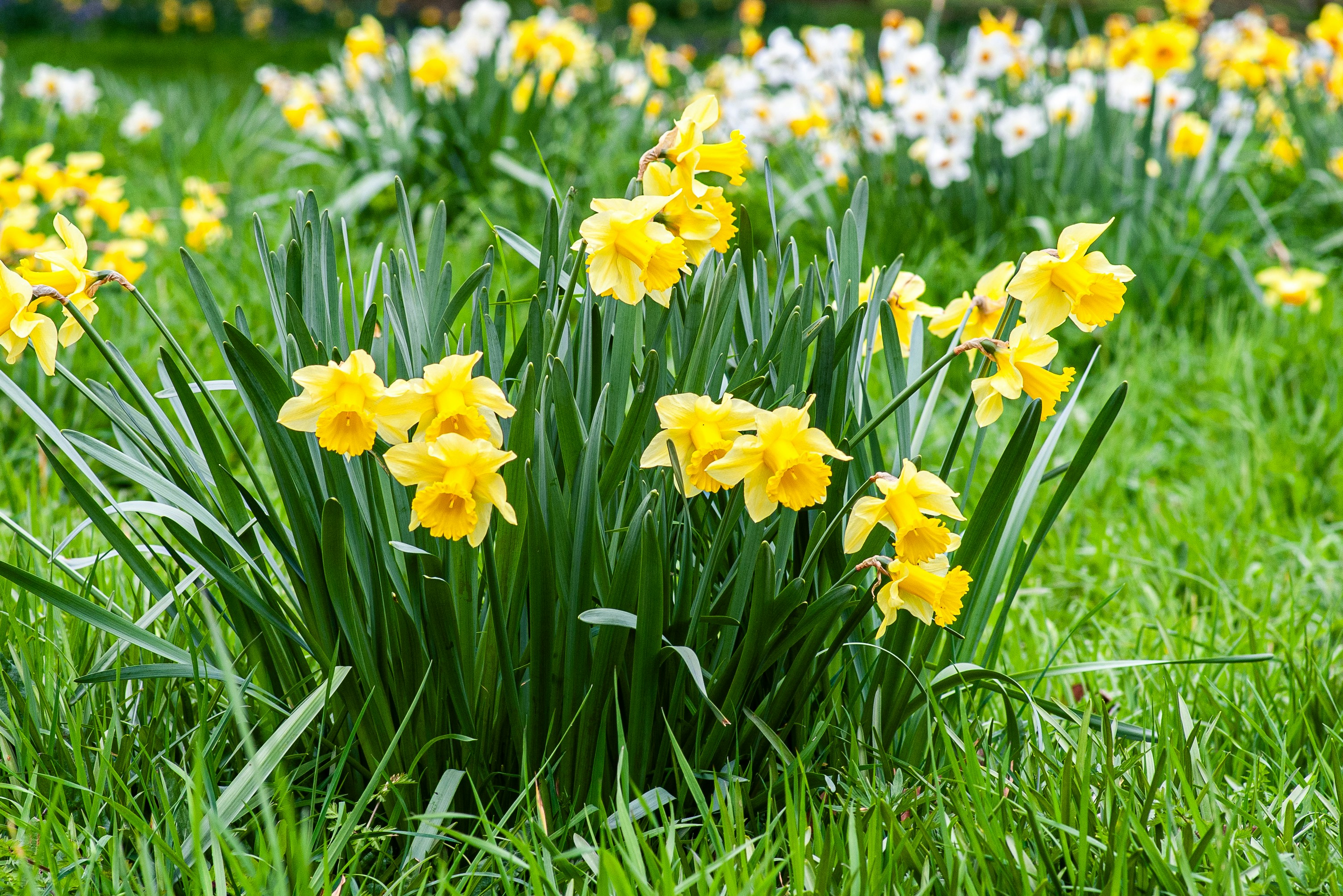 Sunlit Narcissus Cluster in a Fresh Spring Lawn