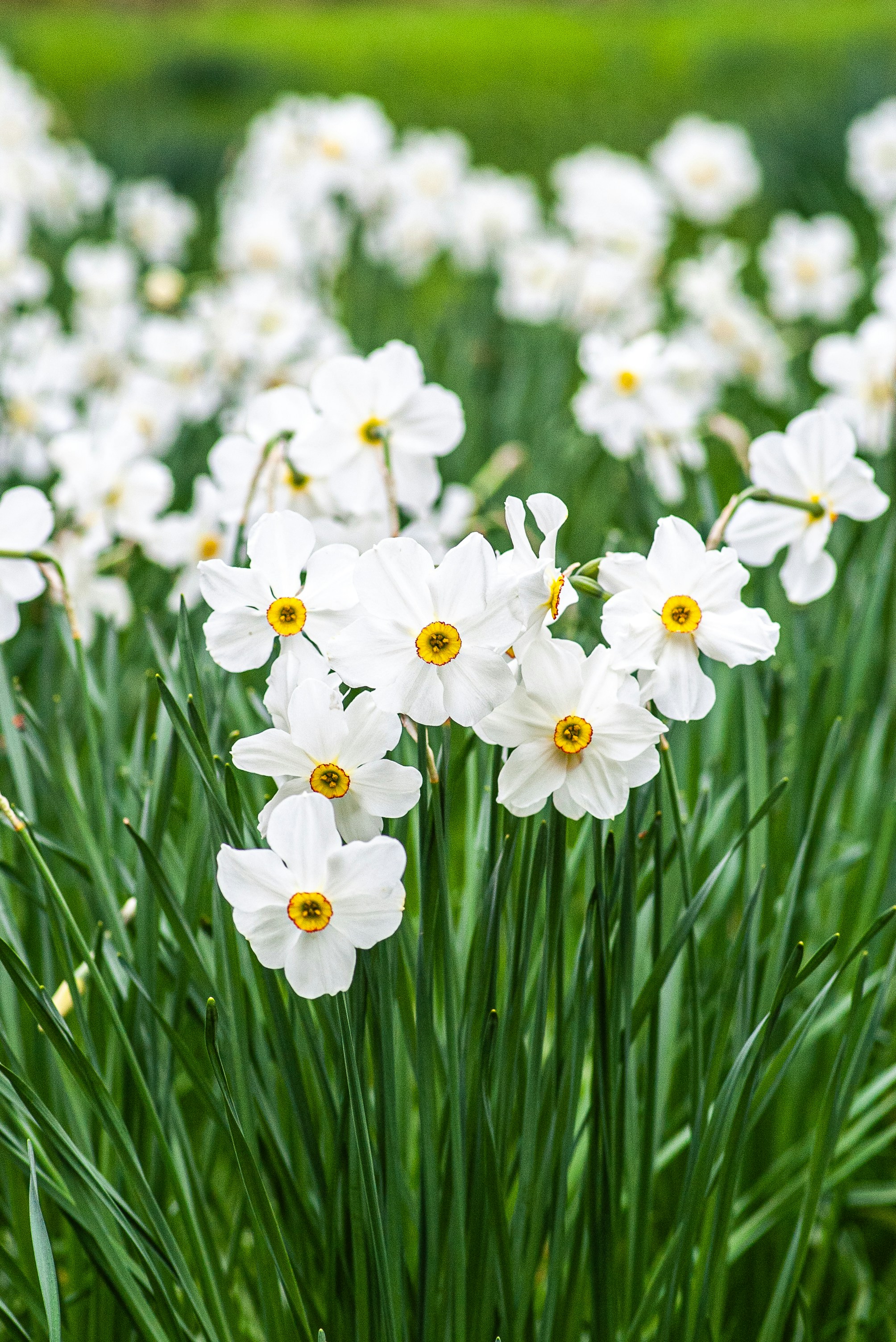 White daffodils bloom amid slender green blades in a sunlit meadow