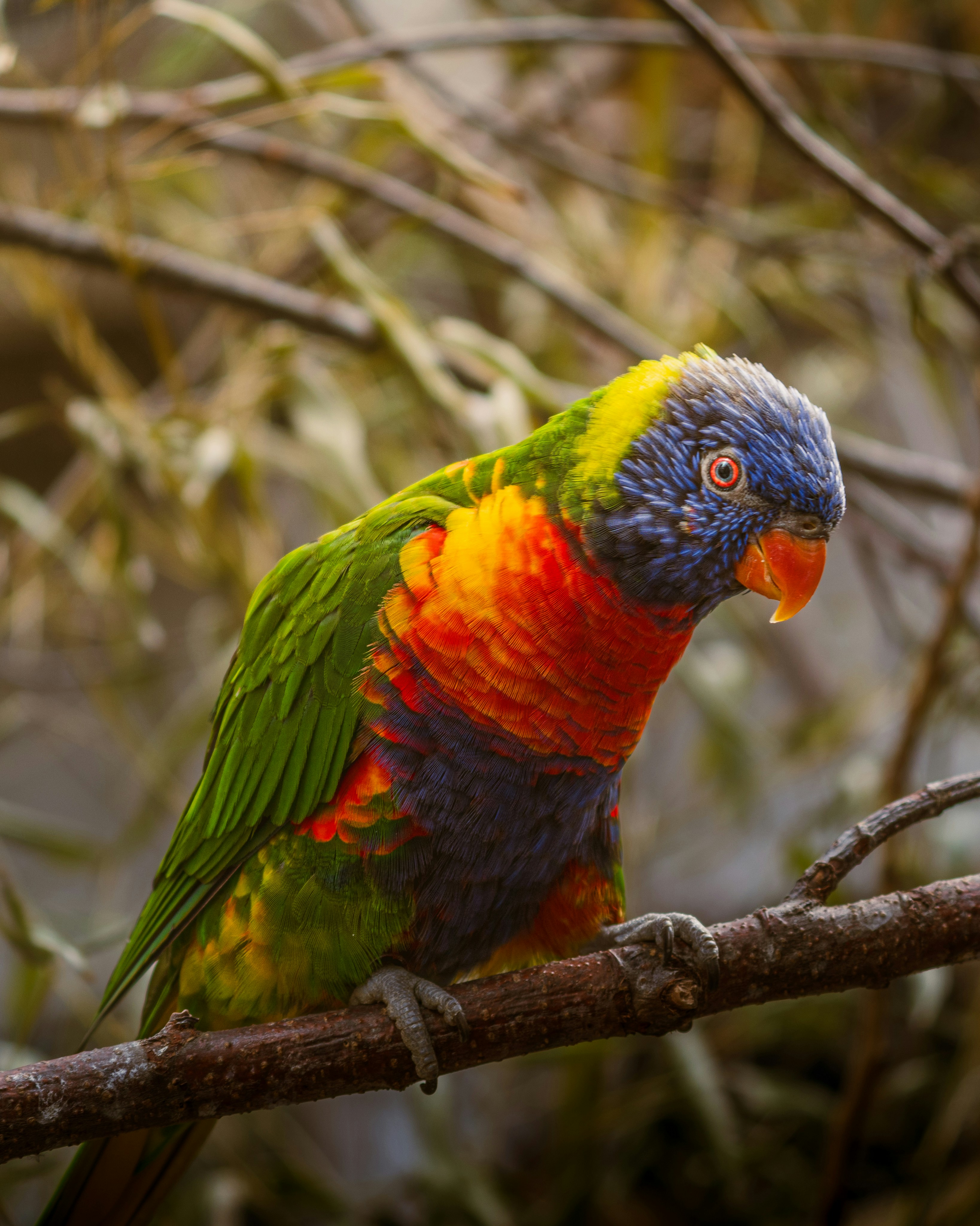 Vivid Rainbow Lorikeet Perched on a Weathered Branch