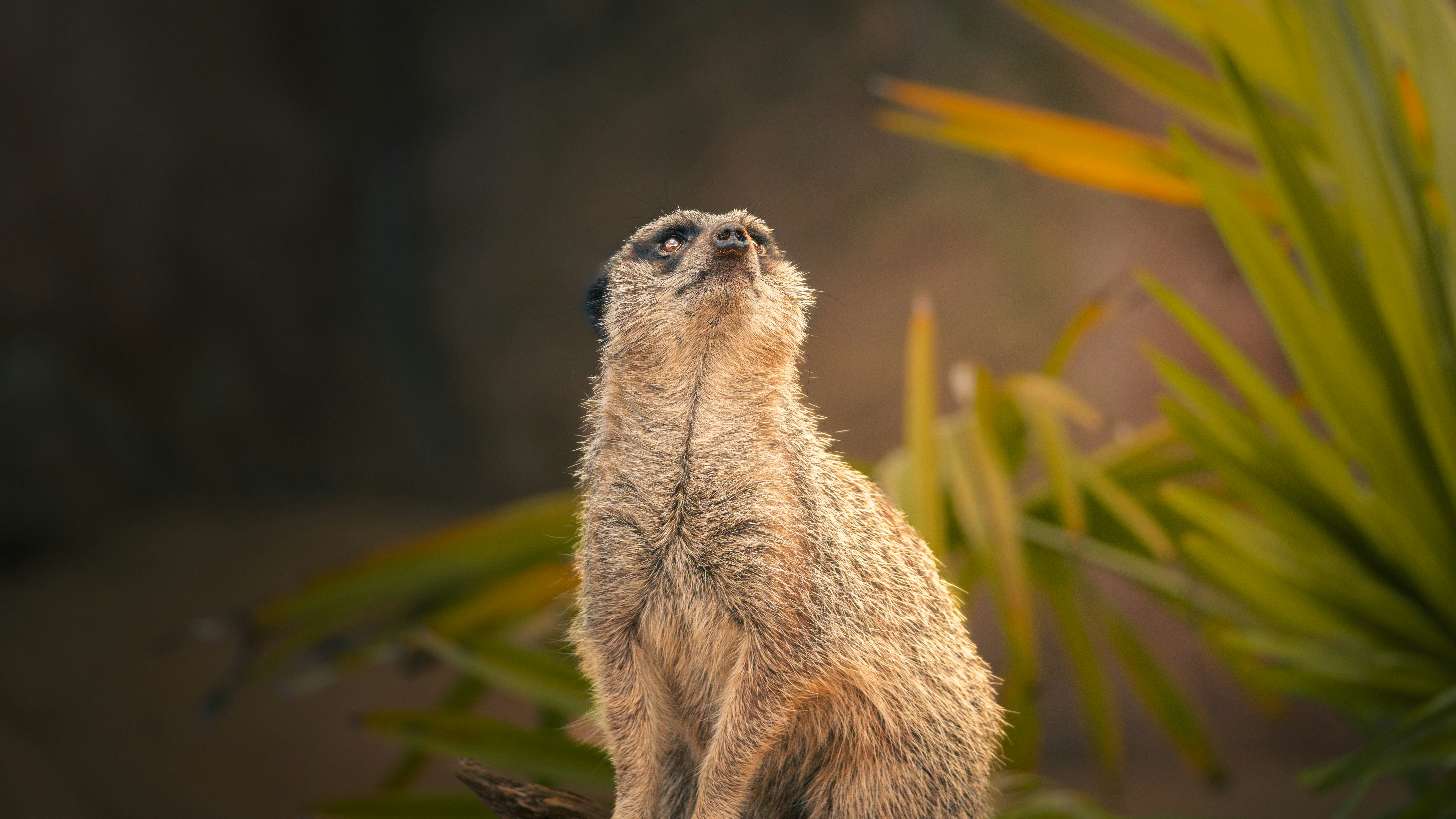 Sentinel on Watch: A Meerkat Posed Under Quiet Sun
