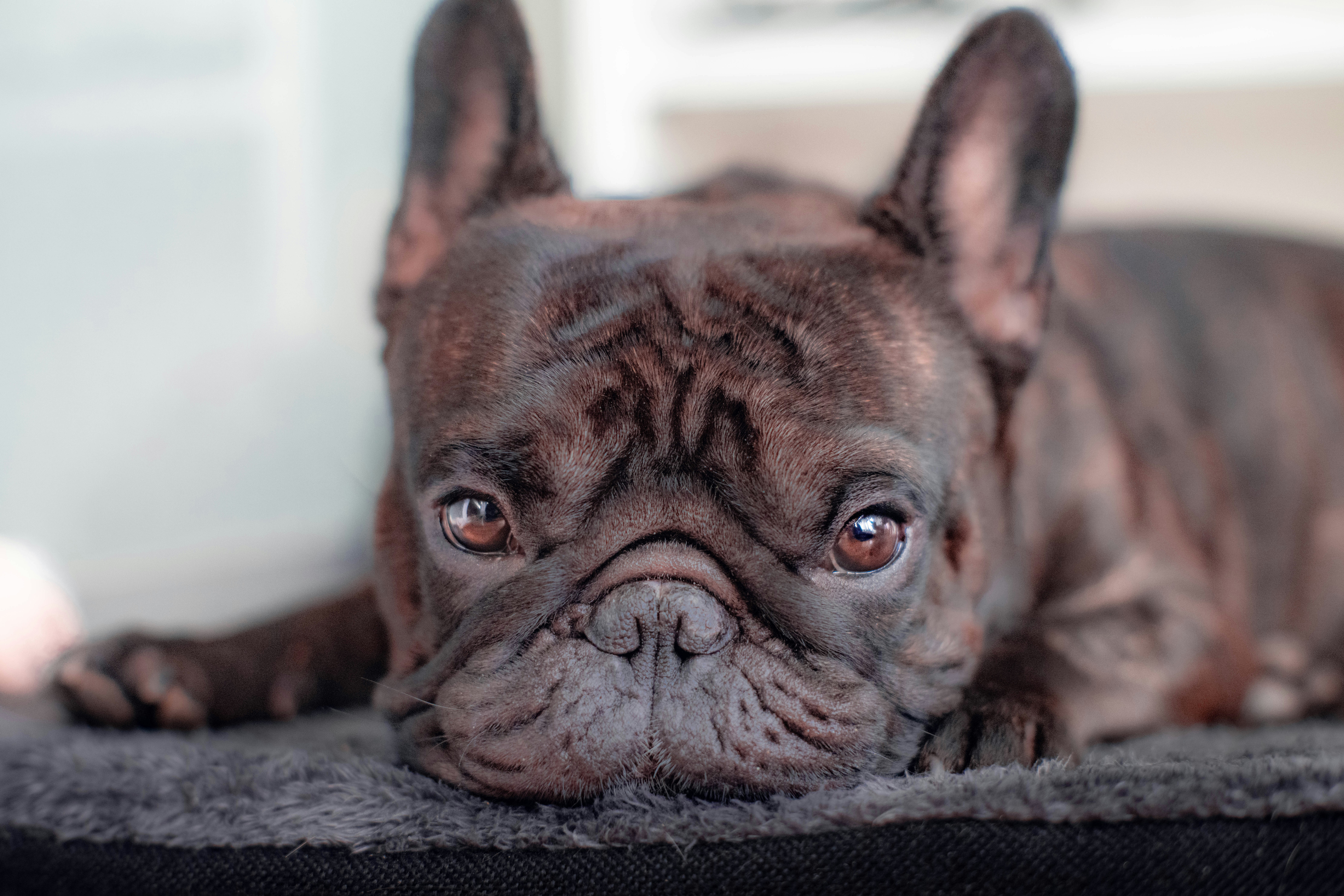 Slumbering Bulldog: A Gentle Gaze on Soft Carpet