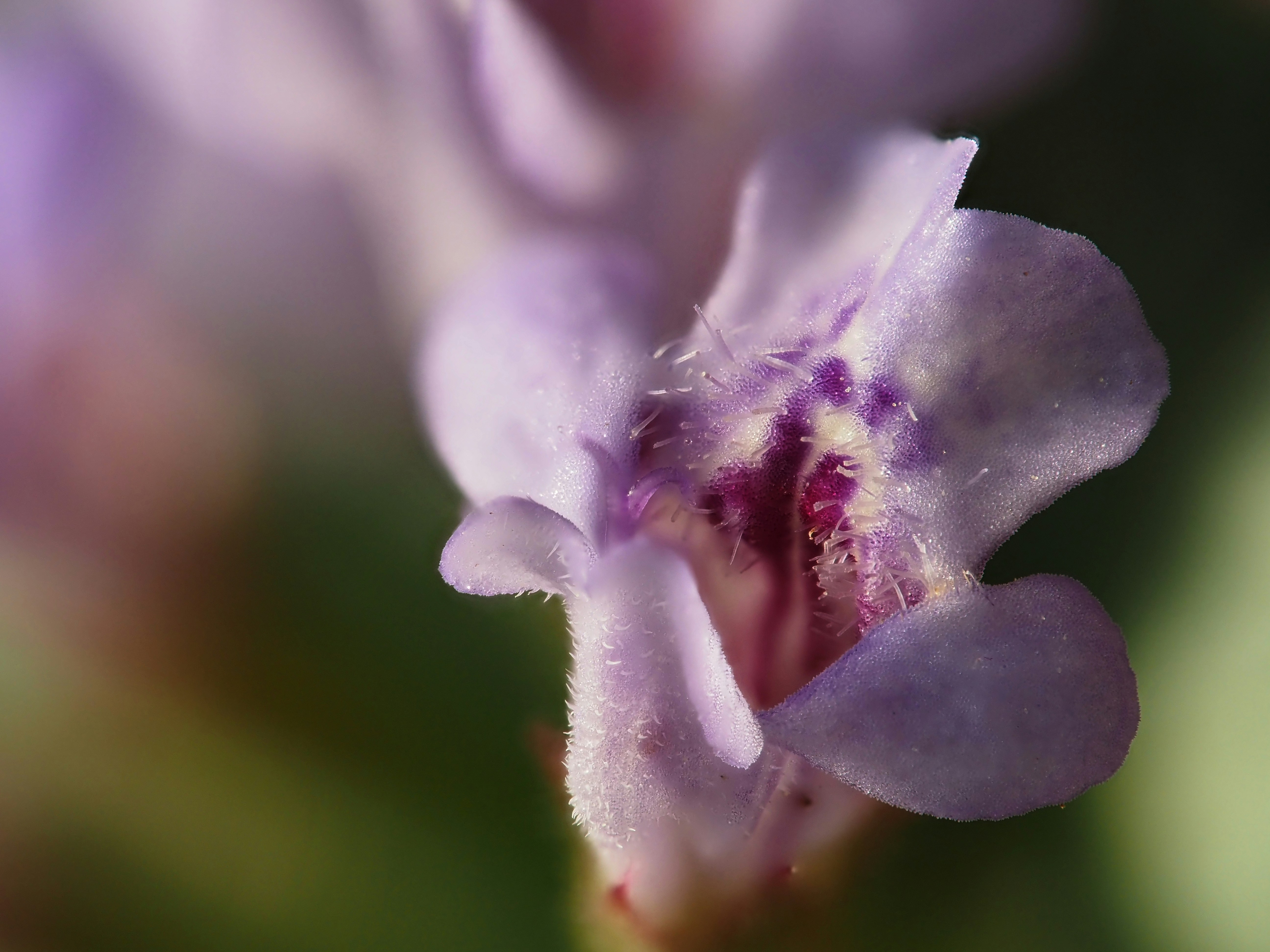 Petal Whisper: A Lavender Macro Moment