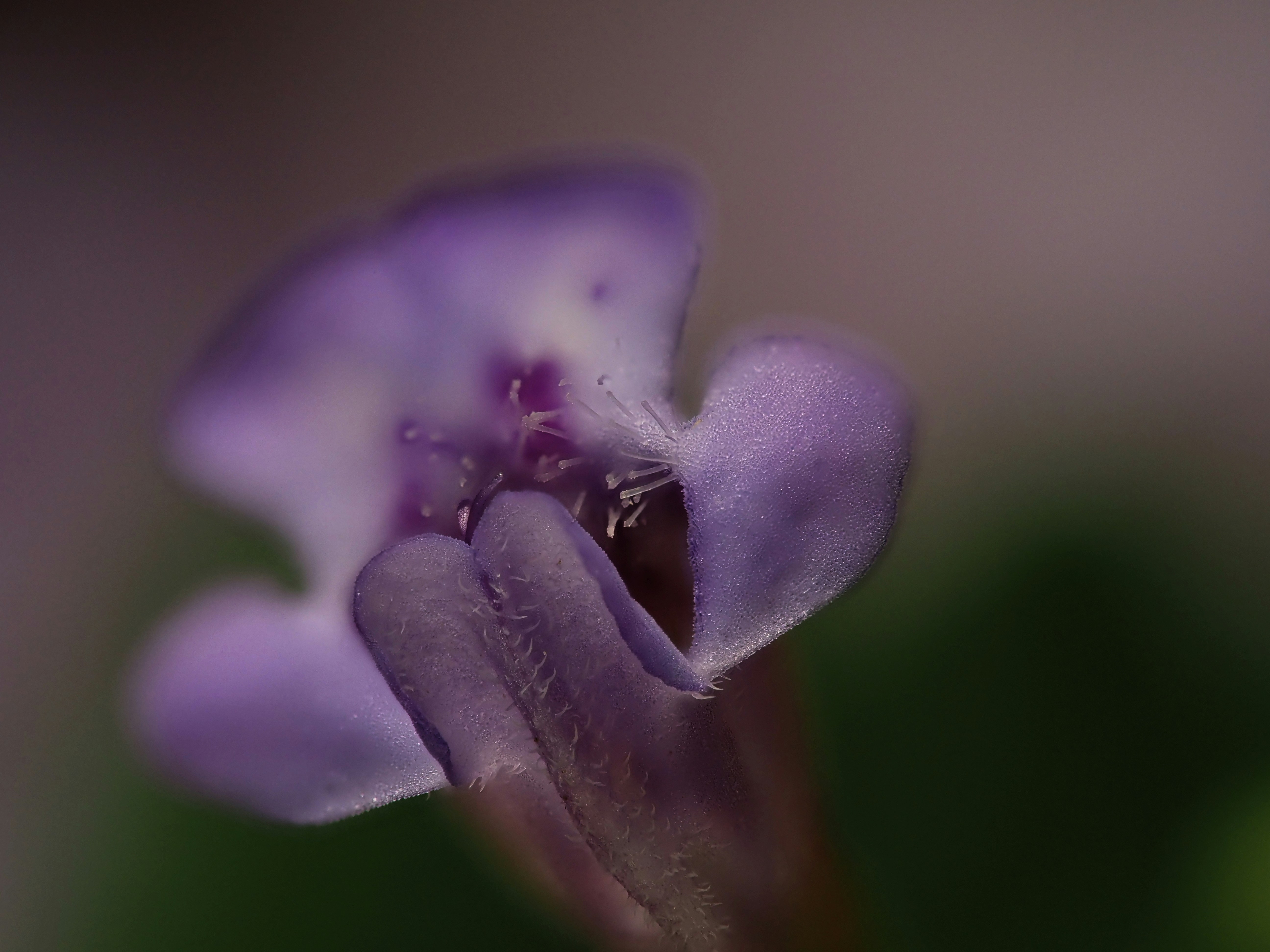 Soft Violet Bloom: Close-up of a Delicate Petal in Quiet Focus