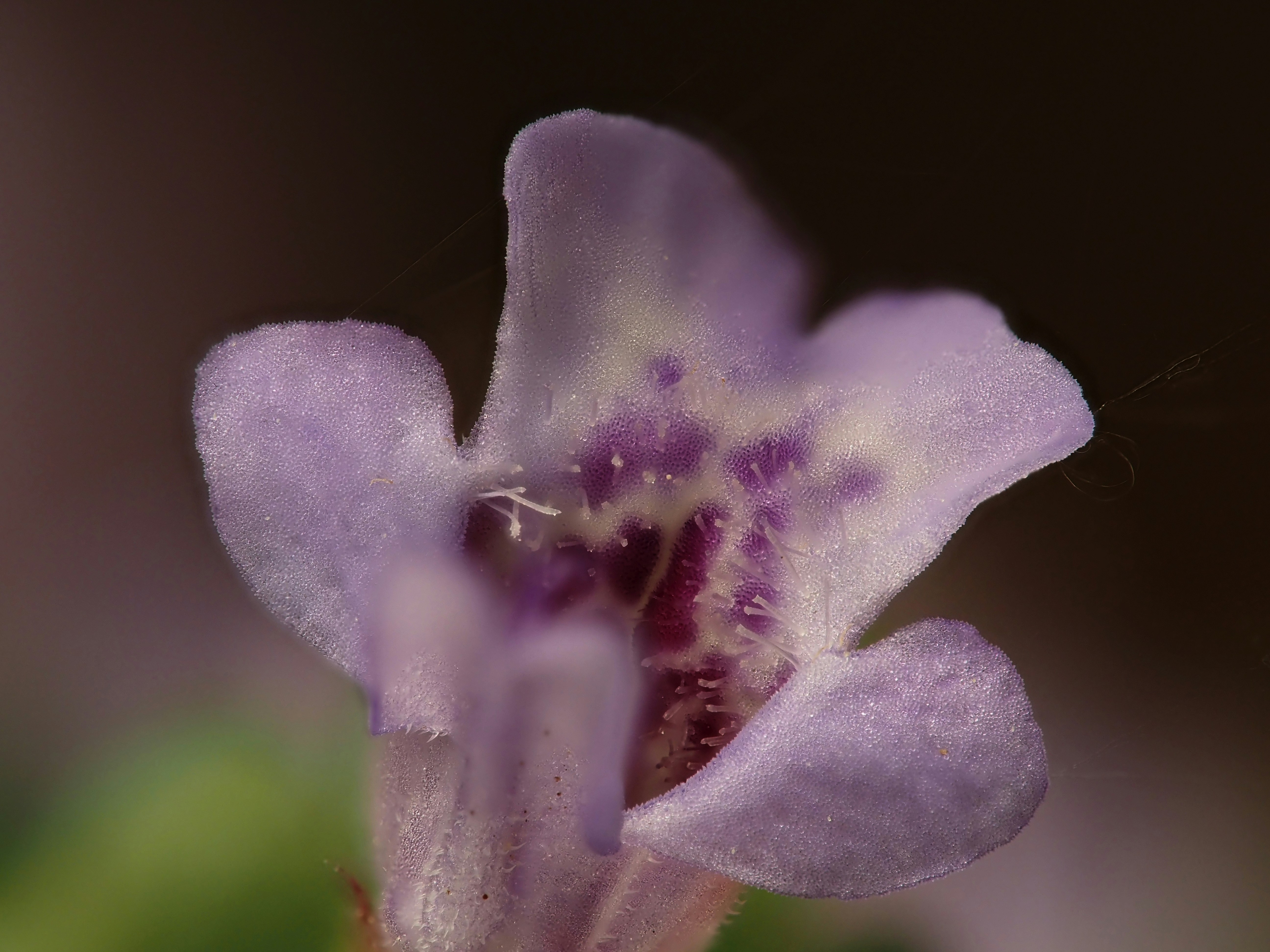Lavender Petal Bloom: Macro Veil of Violet Detail