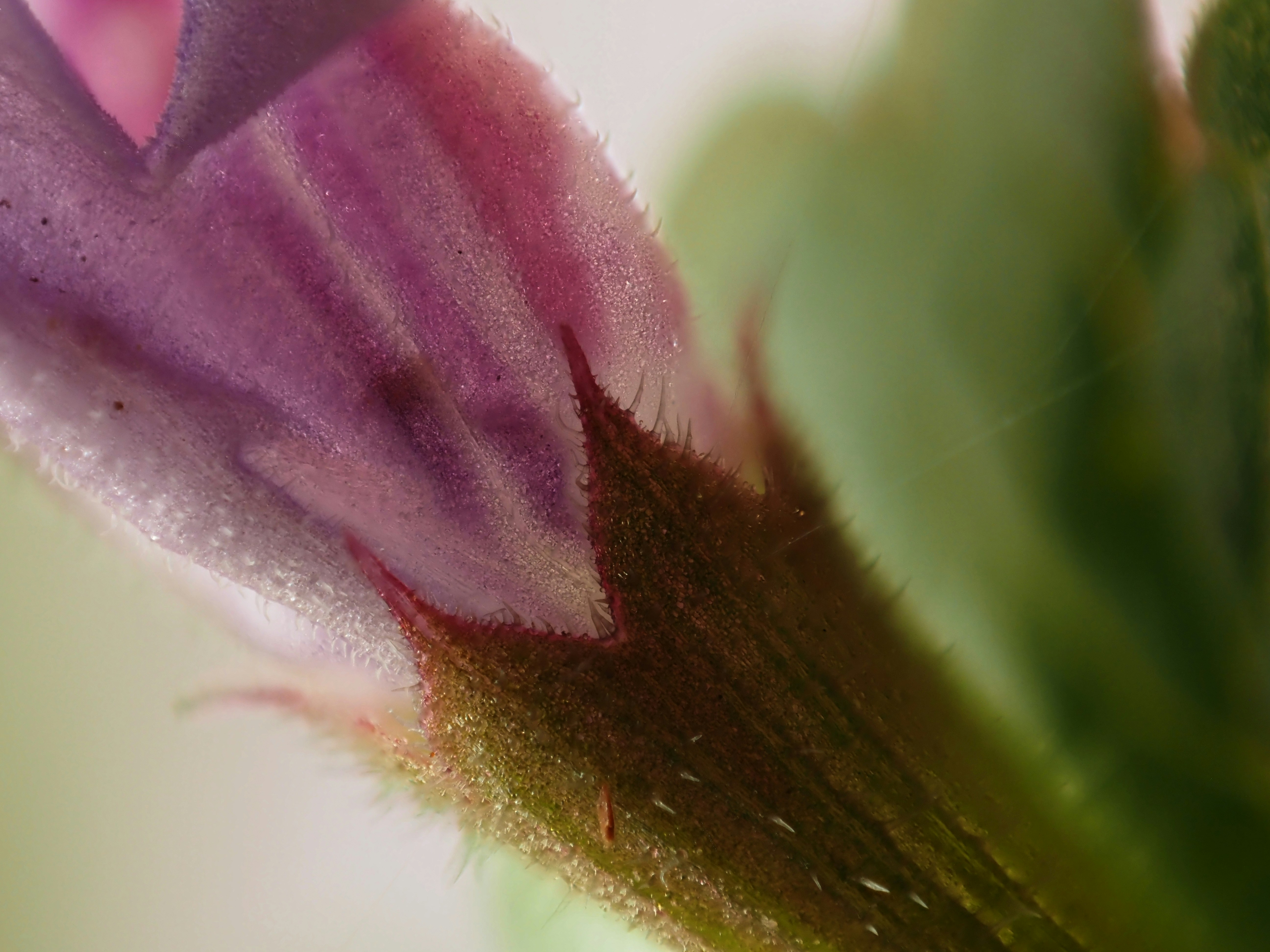 Macro Bloom: Delicate Petal Veil and Thorny Detail