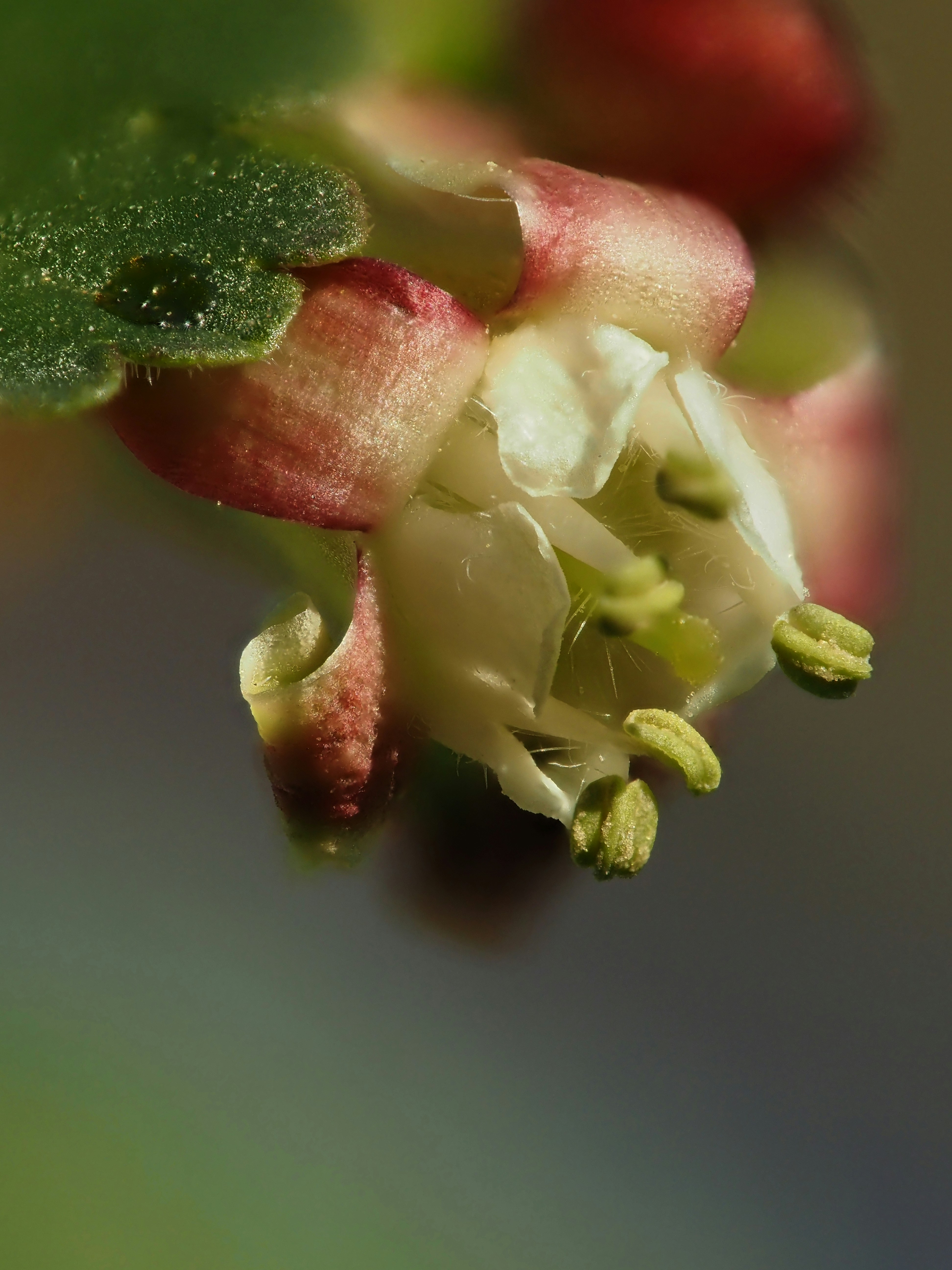 Blossom Core: A Macro Glimpse into Pistil and Petals