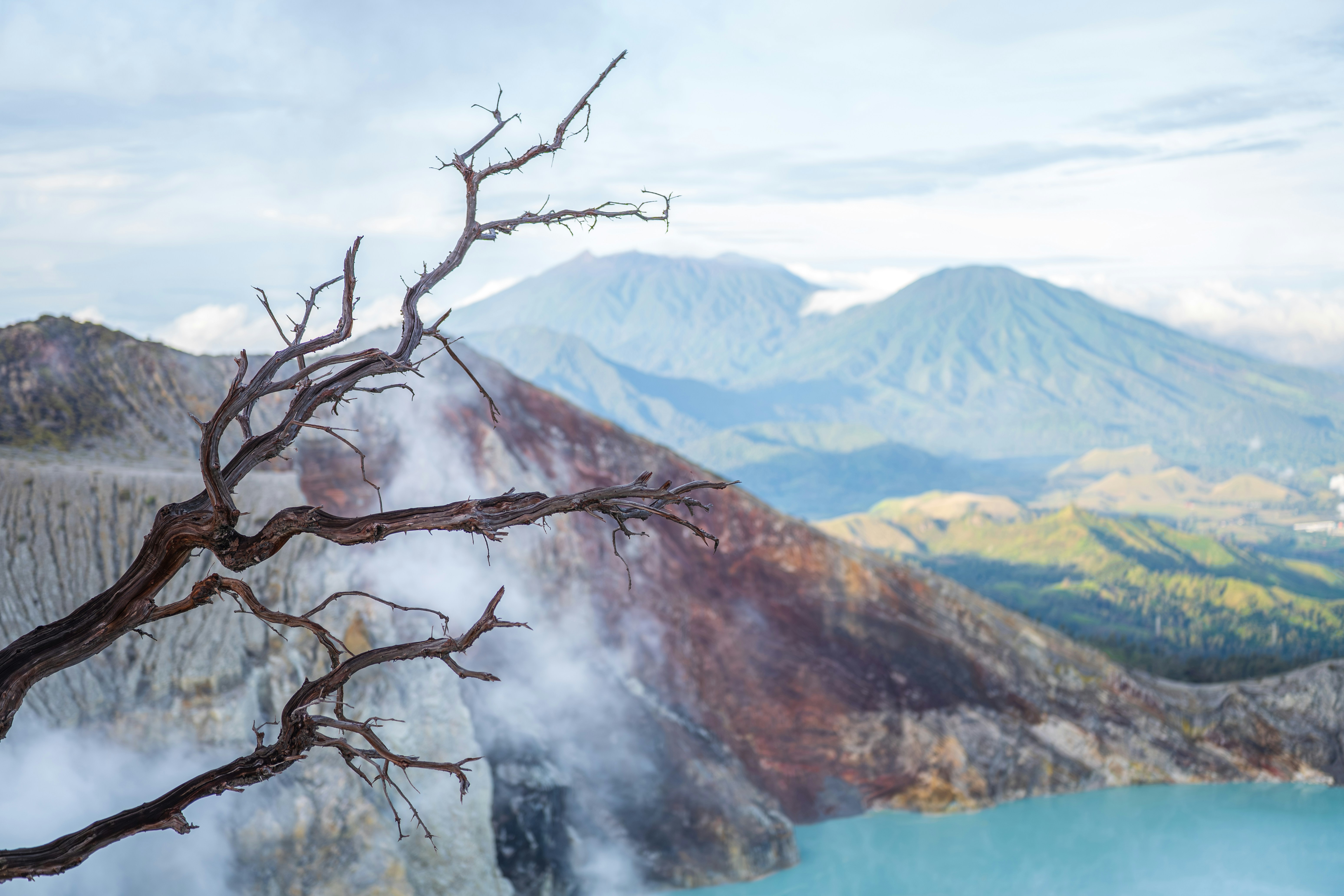 Charred Branch Framing a Fire-Wogged Landscape