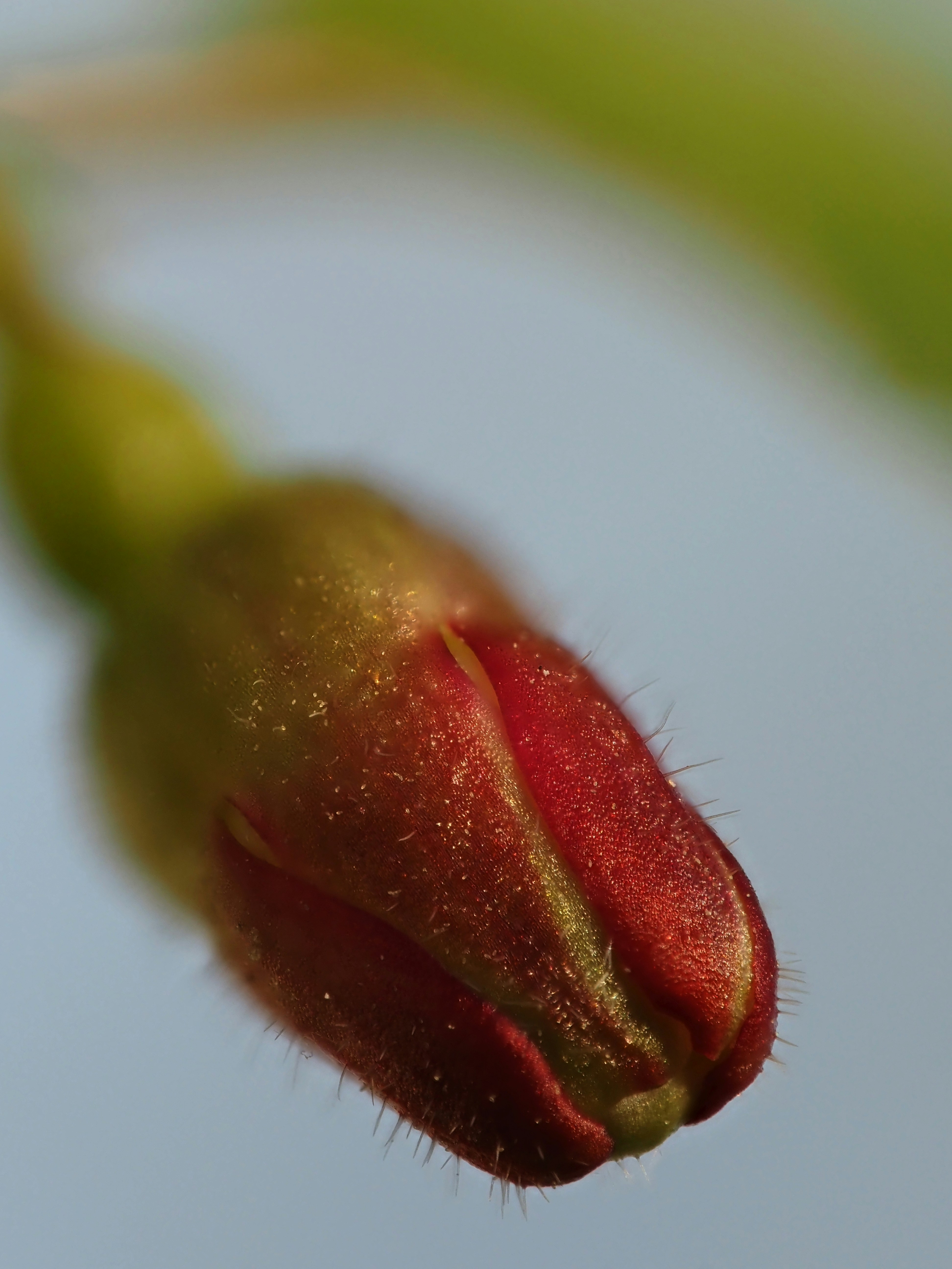 Close-up Bud: Velvet Red Seed Pod Emerging from a Blur