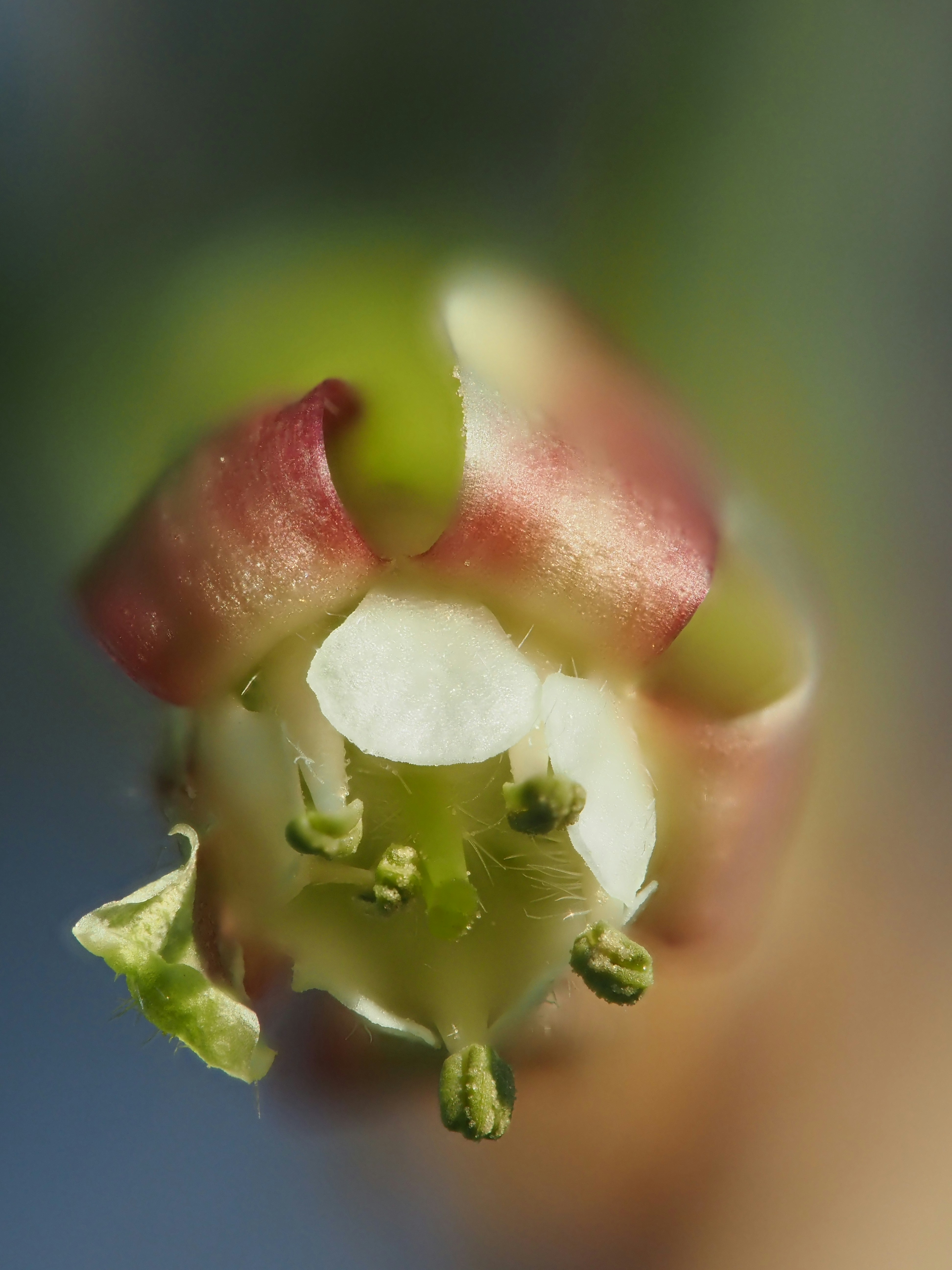Macro Bloom: A Close-Up of Petal and Pollen
