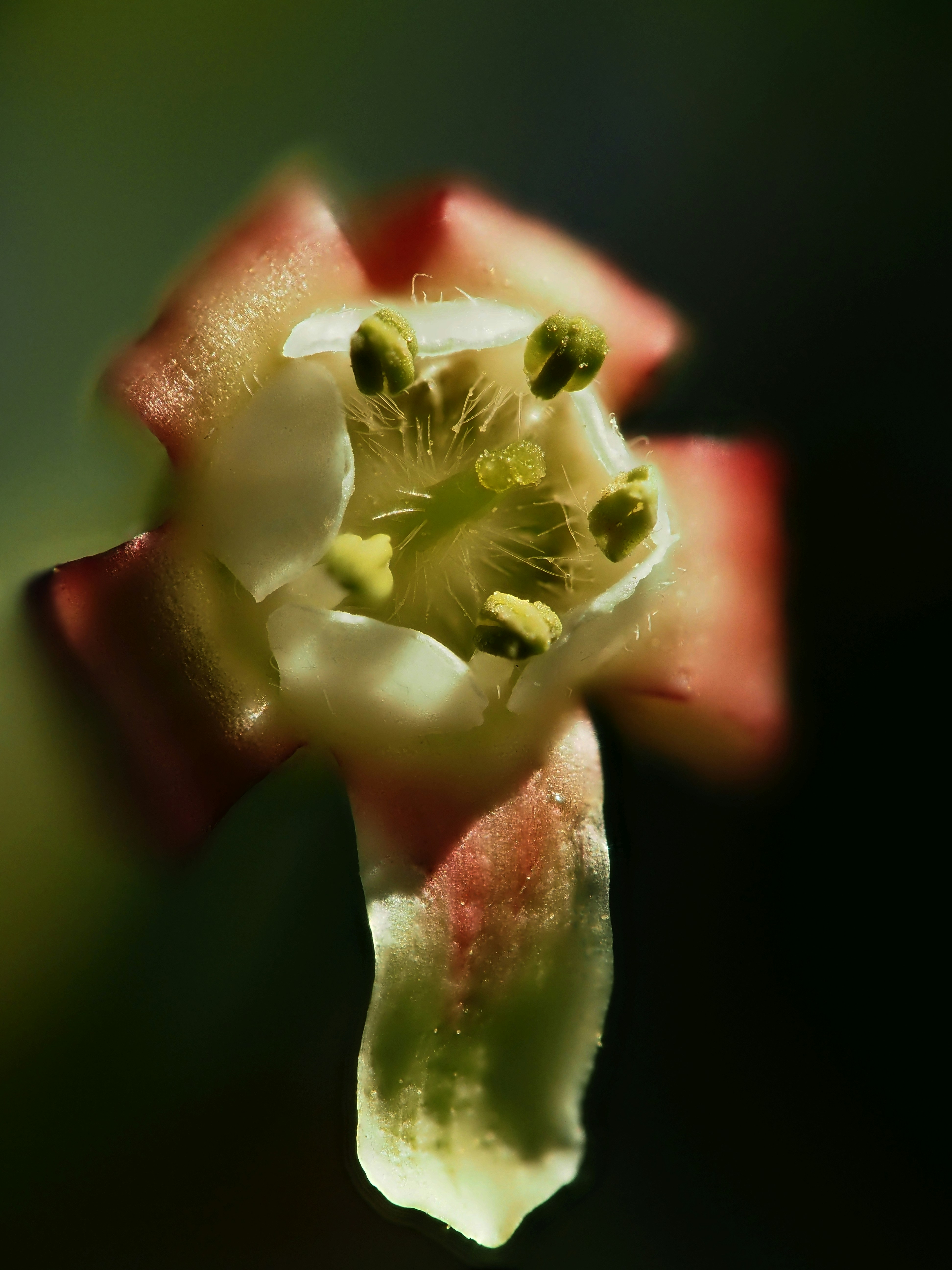 Macro Bloom: Centered Stamen Star in Soft Focus Garden