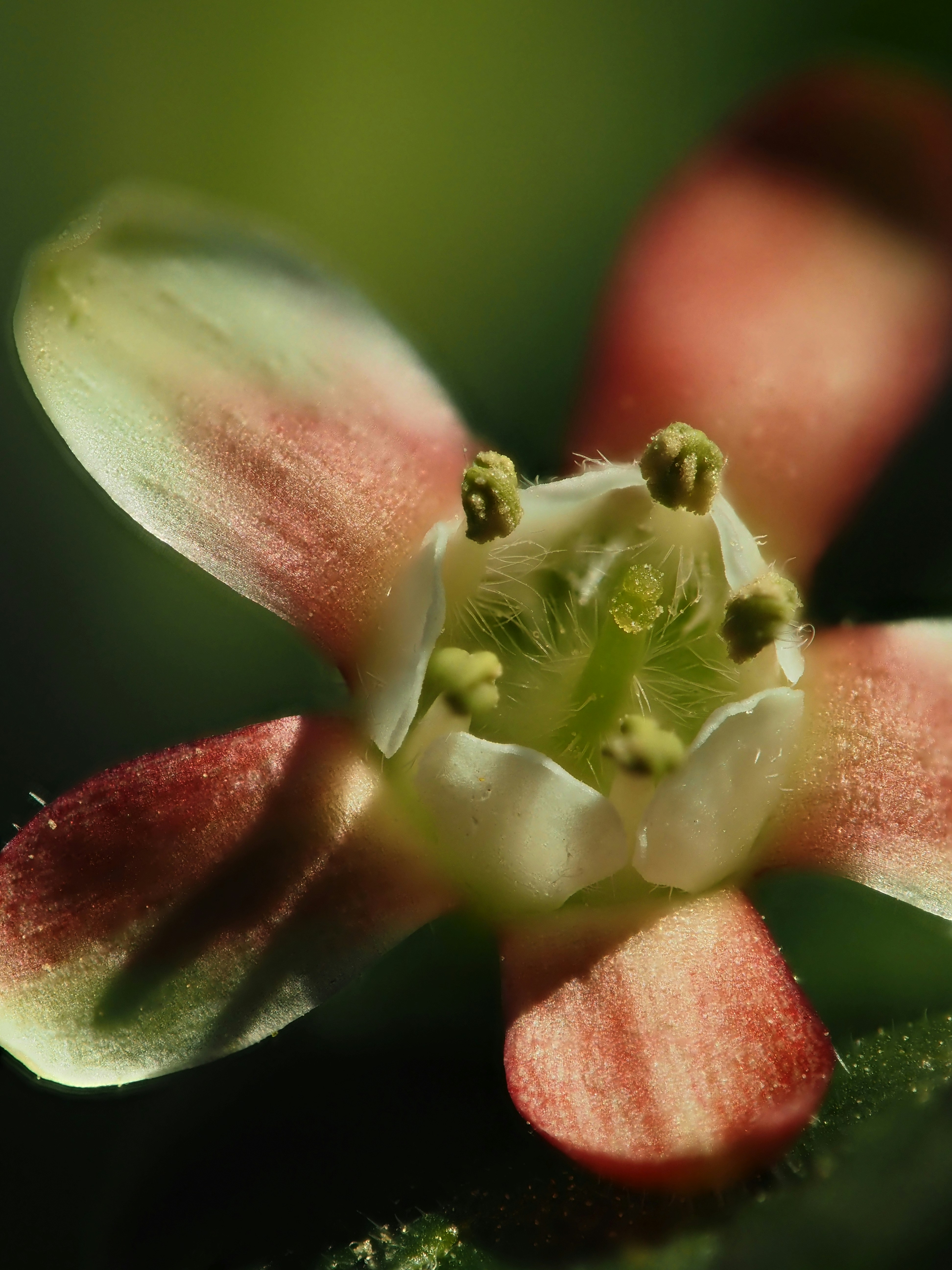 Close-up of a Coral Blossom: Velvet Petals and Glowing Center