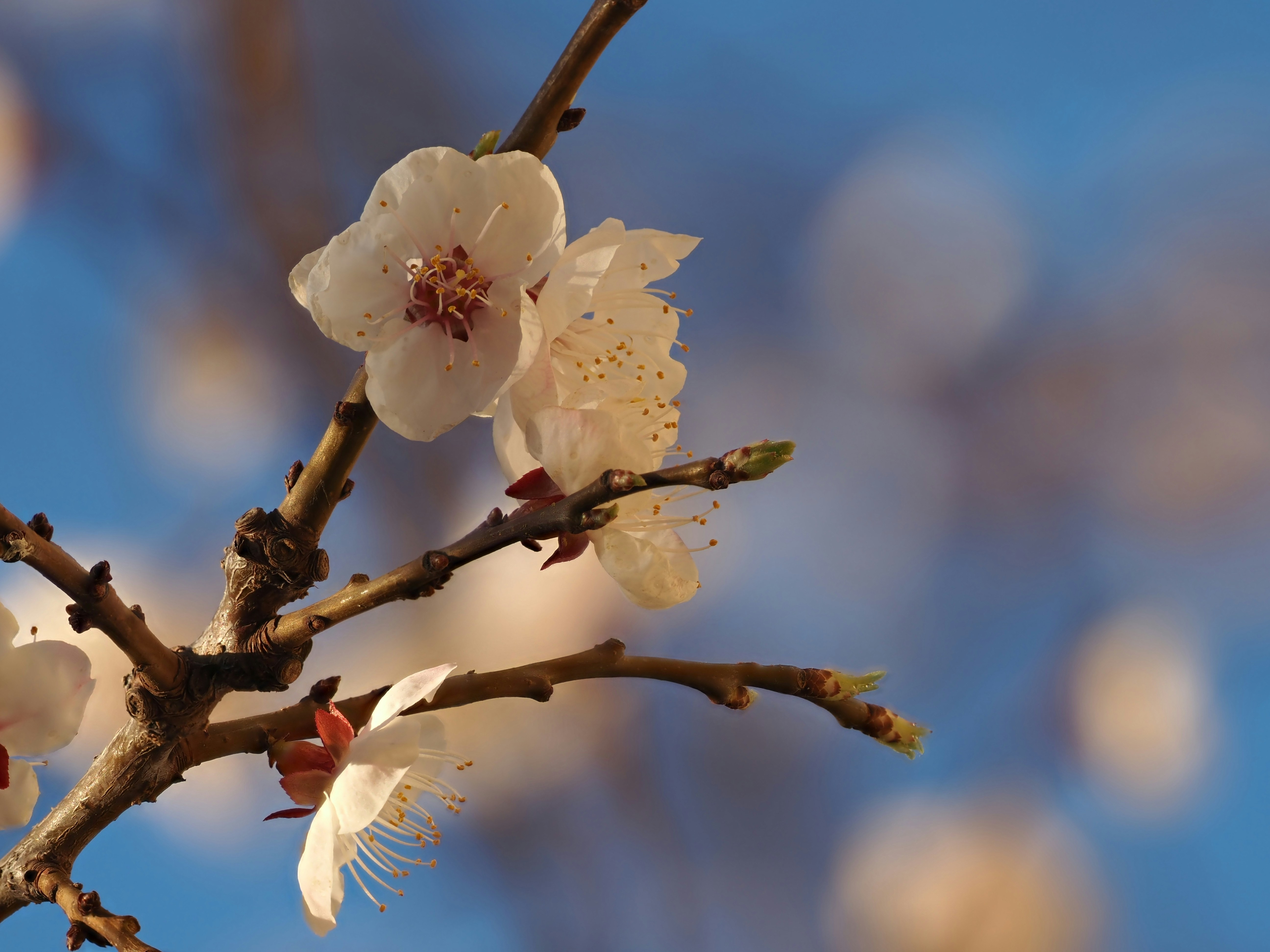 Blossom Portrait: A White Petal Moment Against a Blue Sky