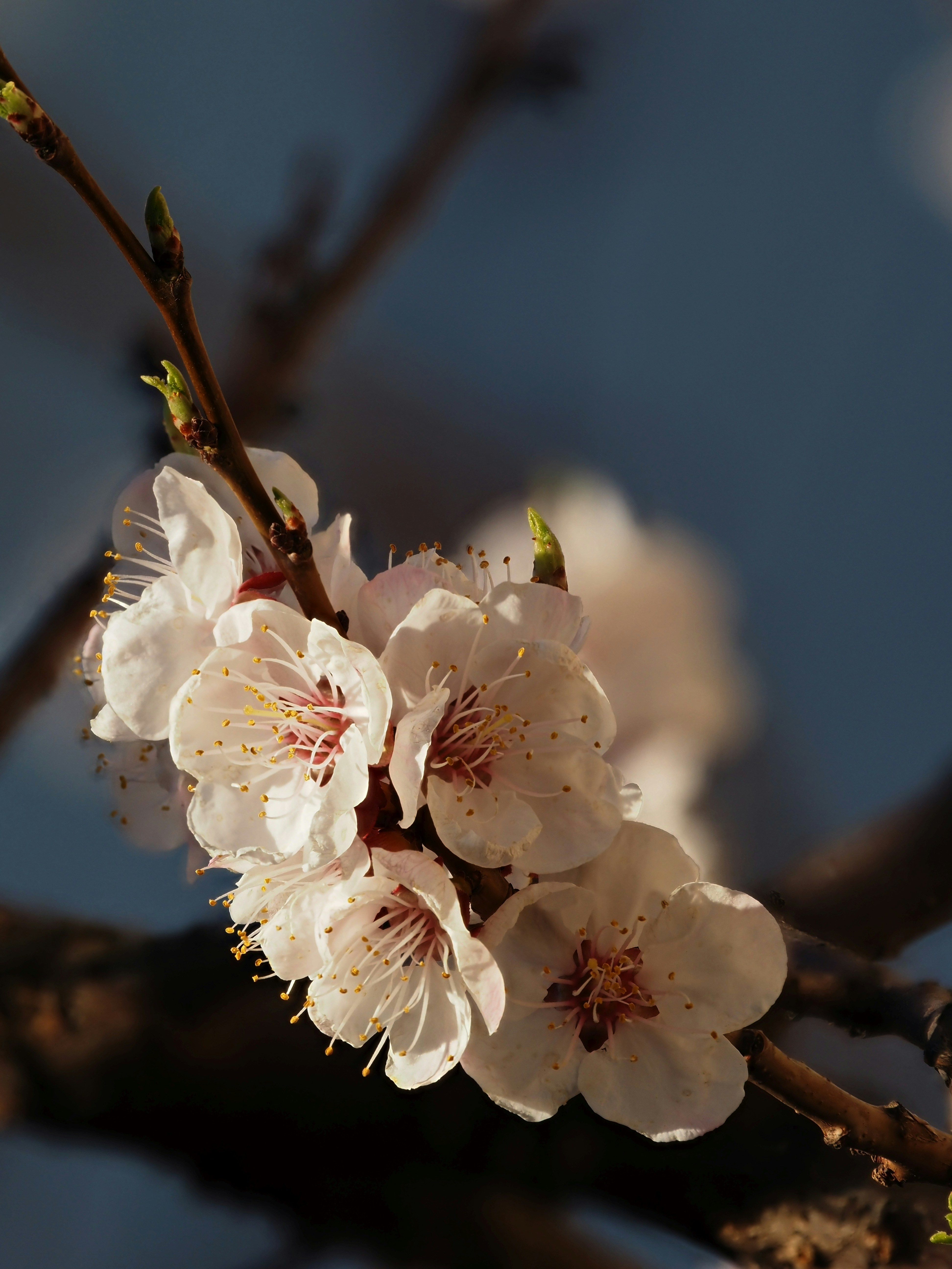 Blooming Almond Cluster in Focus Against a Blurred Blue Backdrop