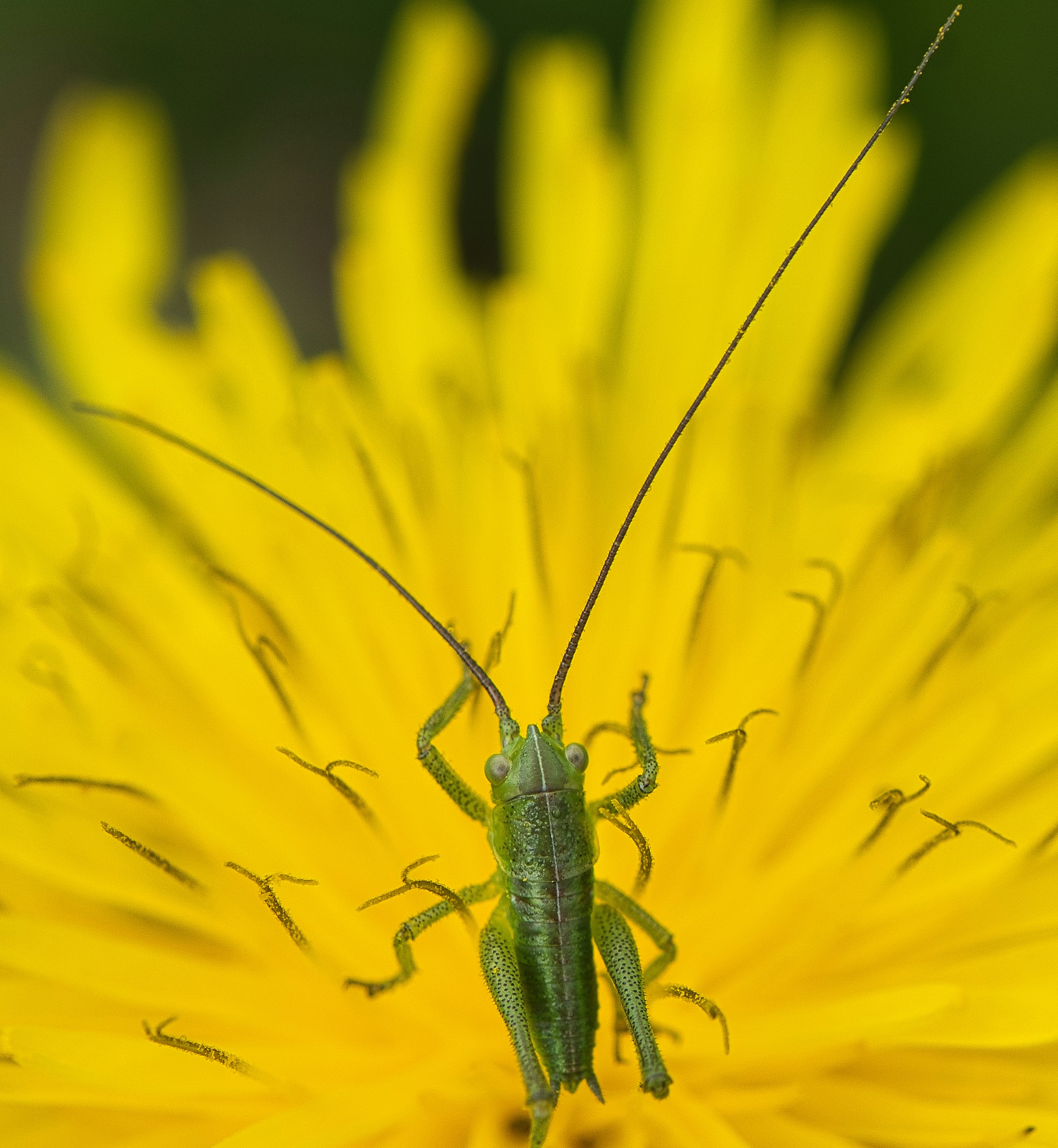 Emerald Jump: Close-up of a Green Katydid on a Golden Dandelion