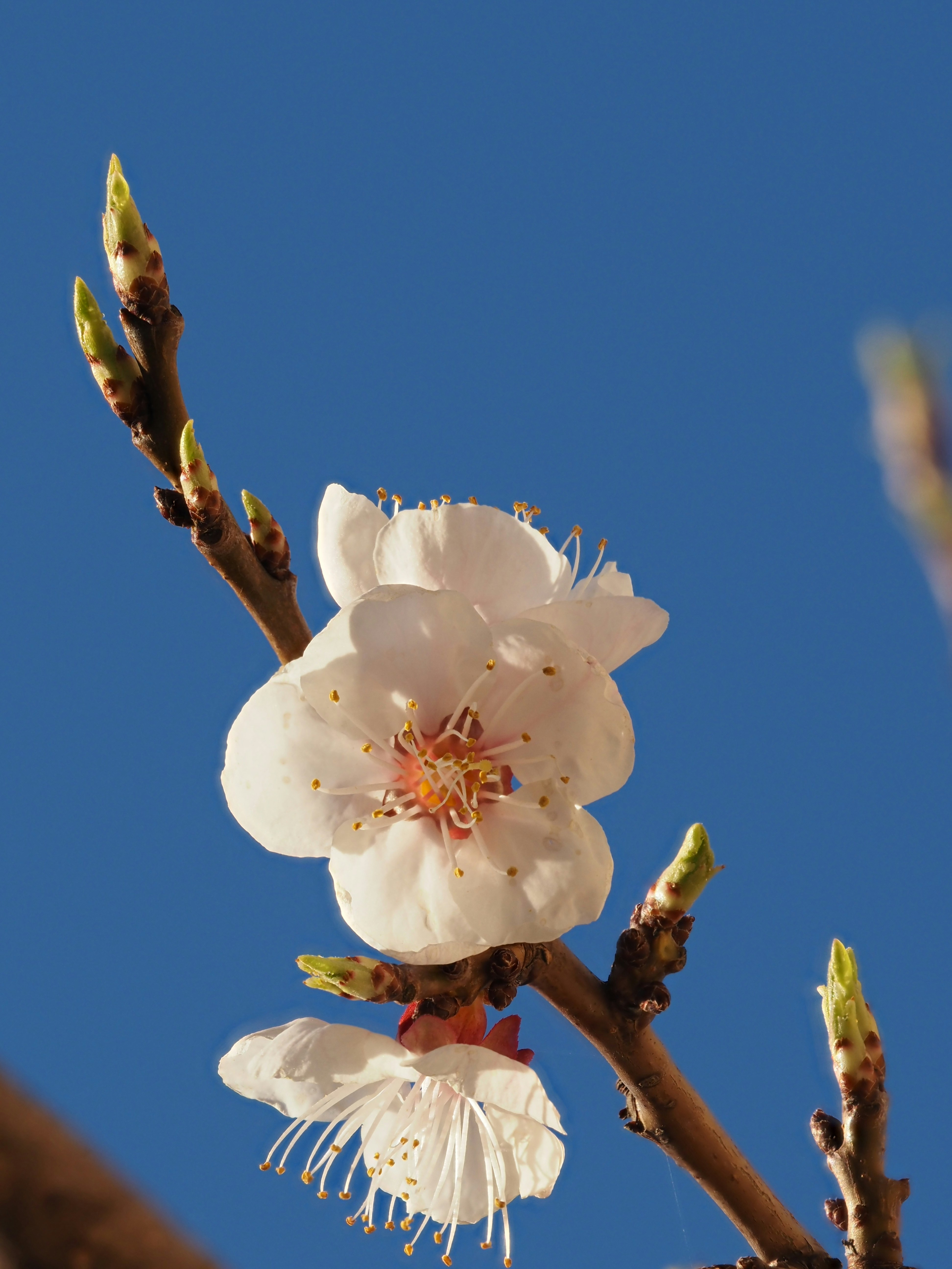 White blossom against a clear blue sky — a close-up of spring’s first bloom