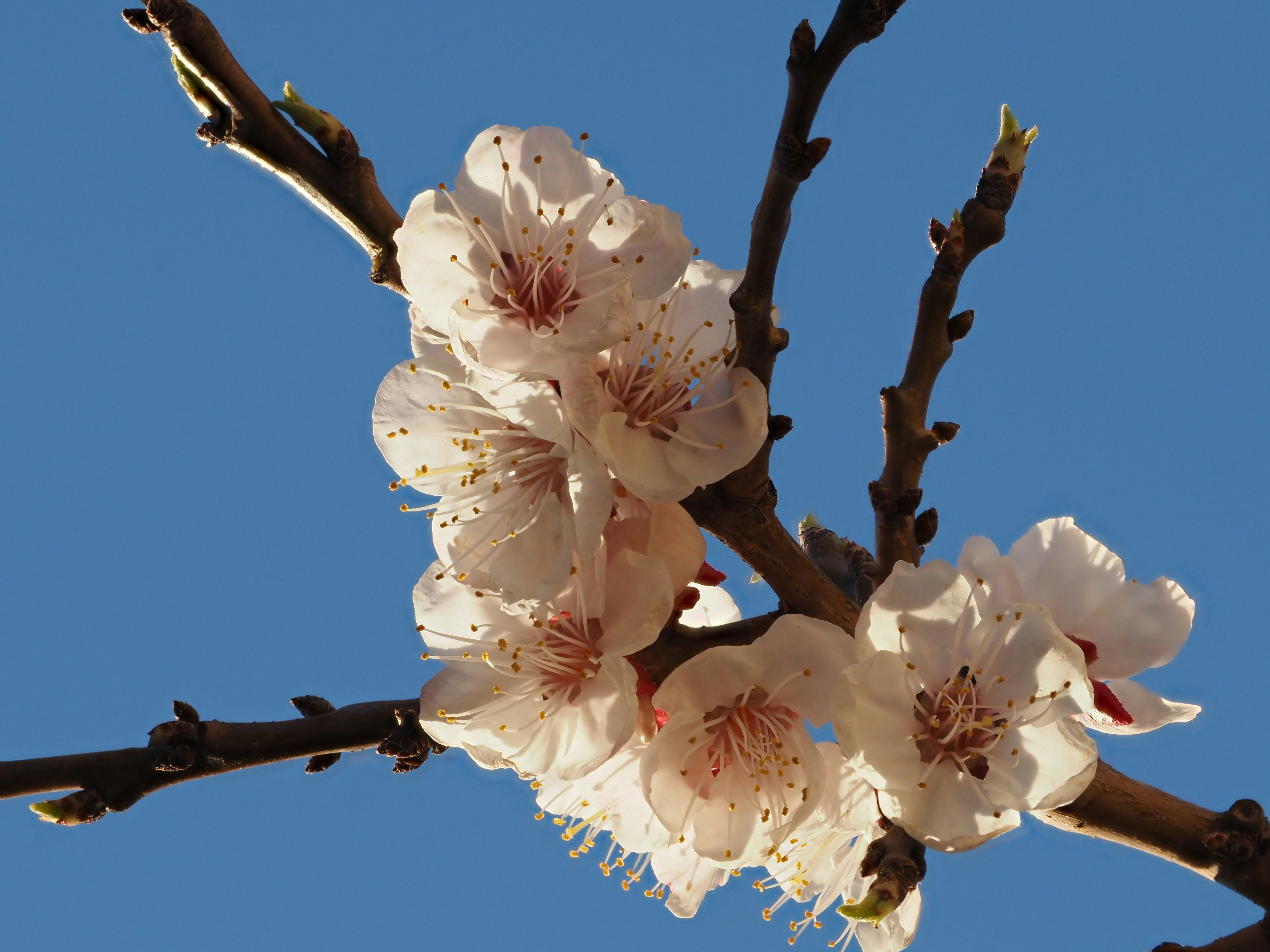 blossoming apricot