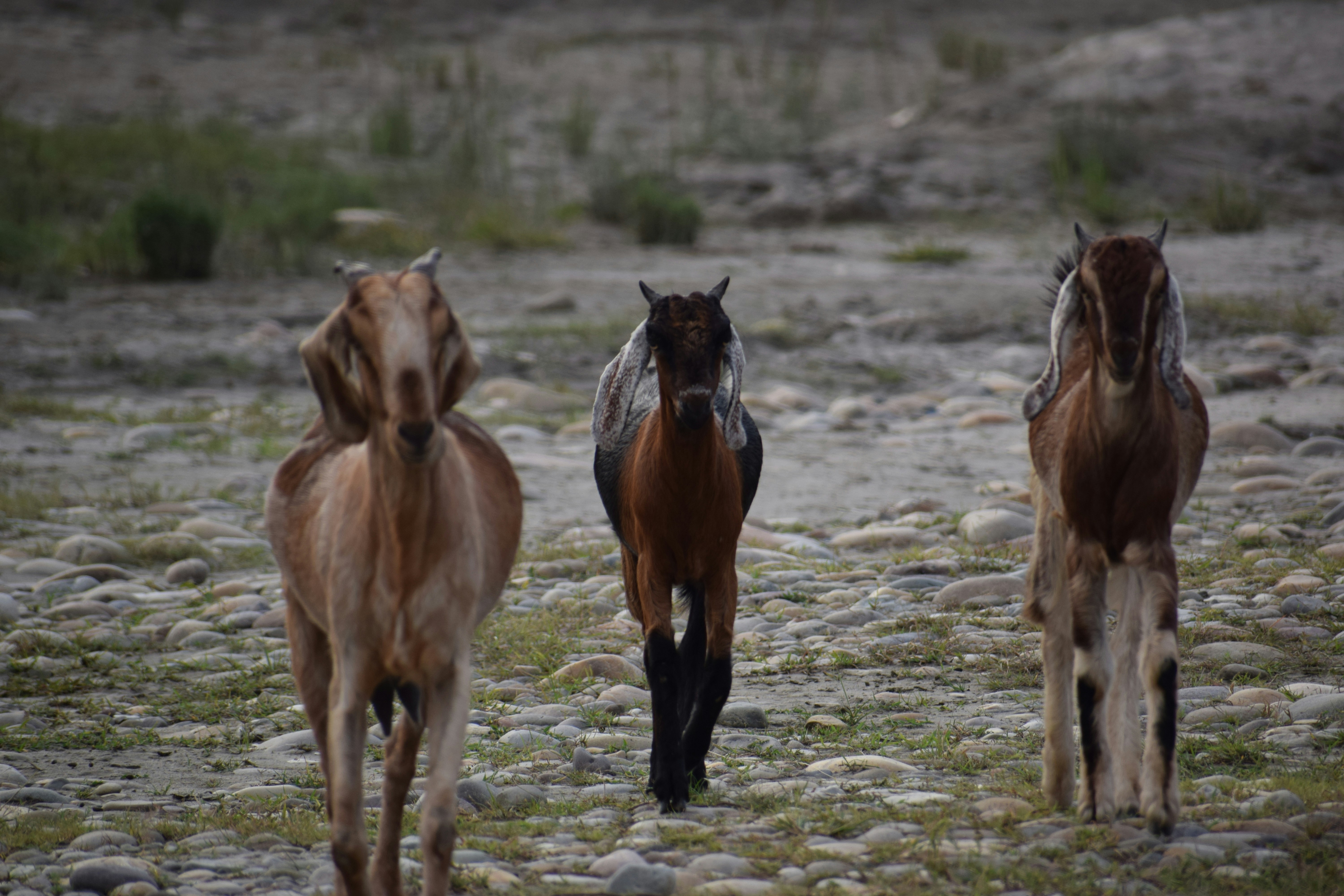 Three Galloping Mists: A Line of Horses Crossing a Pebble Plain