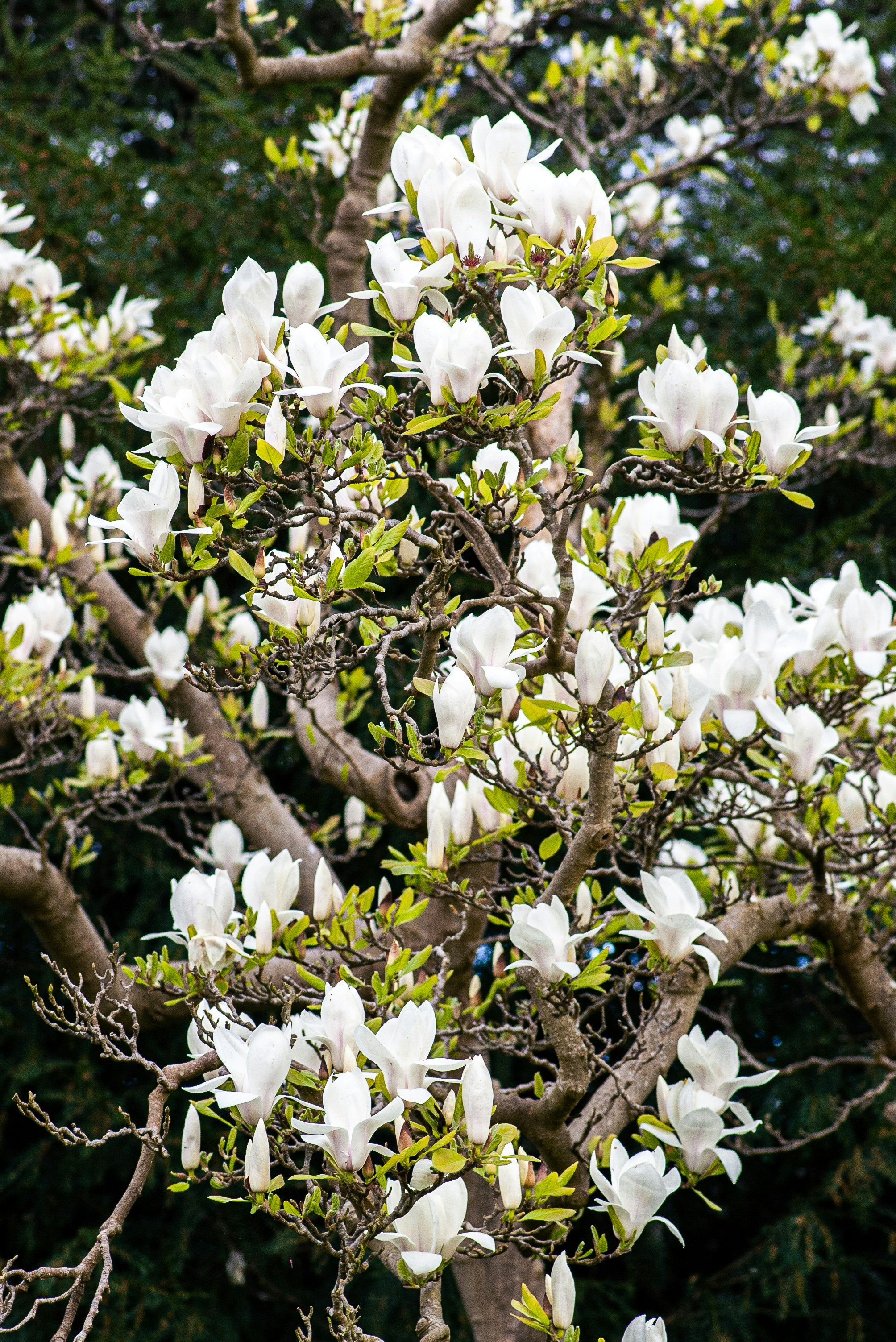White Magnolia Majesty Spreading Across Gnarled Branches