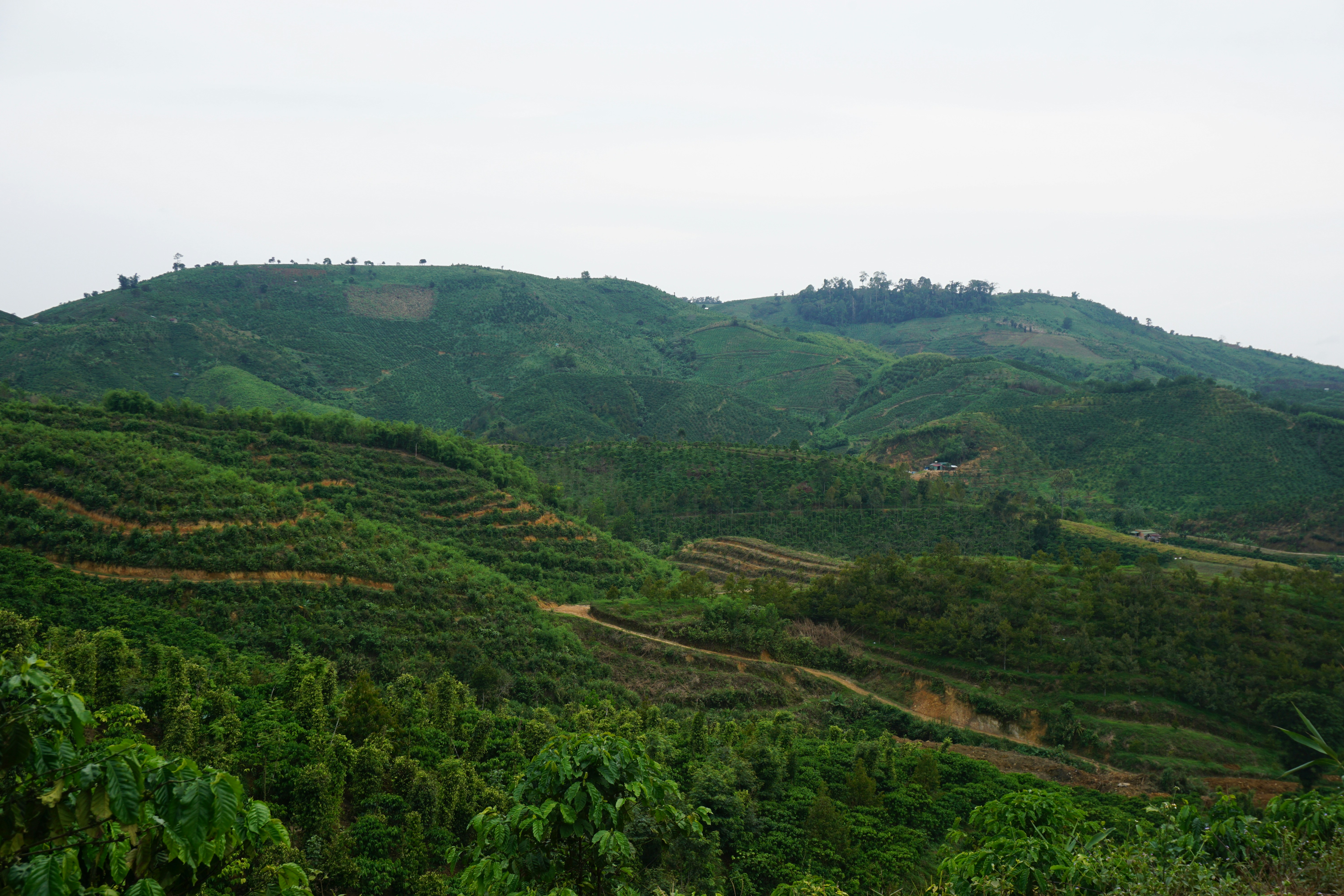 Terraced Hillside Quiet: A Verdant Panorama of Sloping Farms