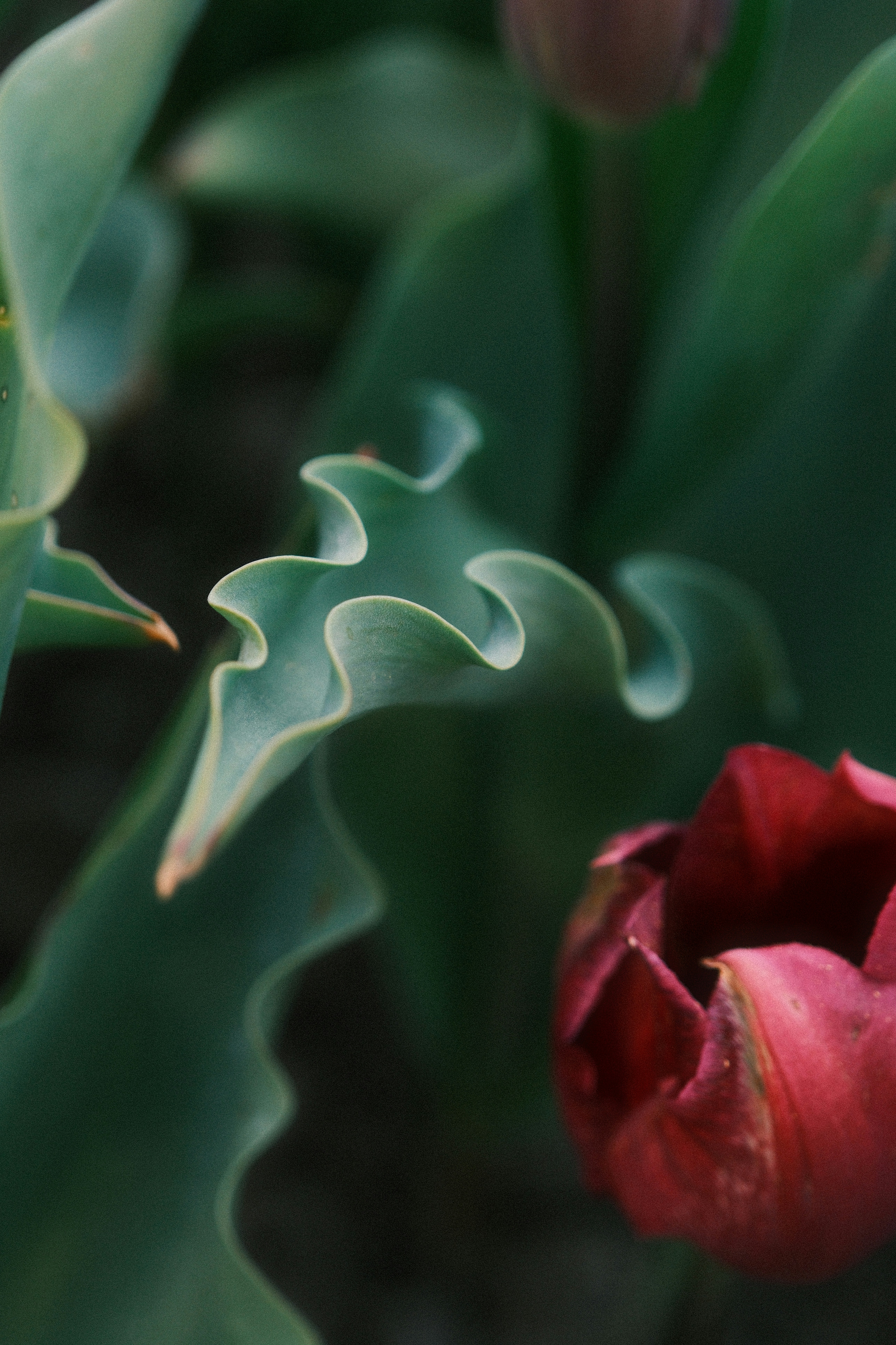 Curled Edges of Green Foliage Guard a Crimson Bloom