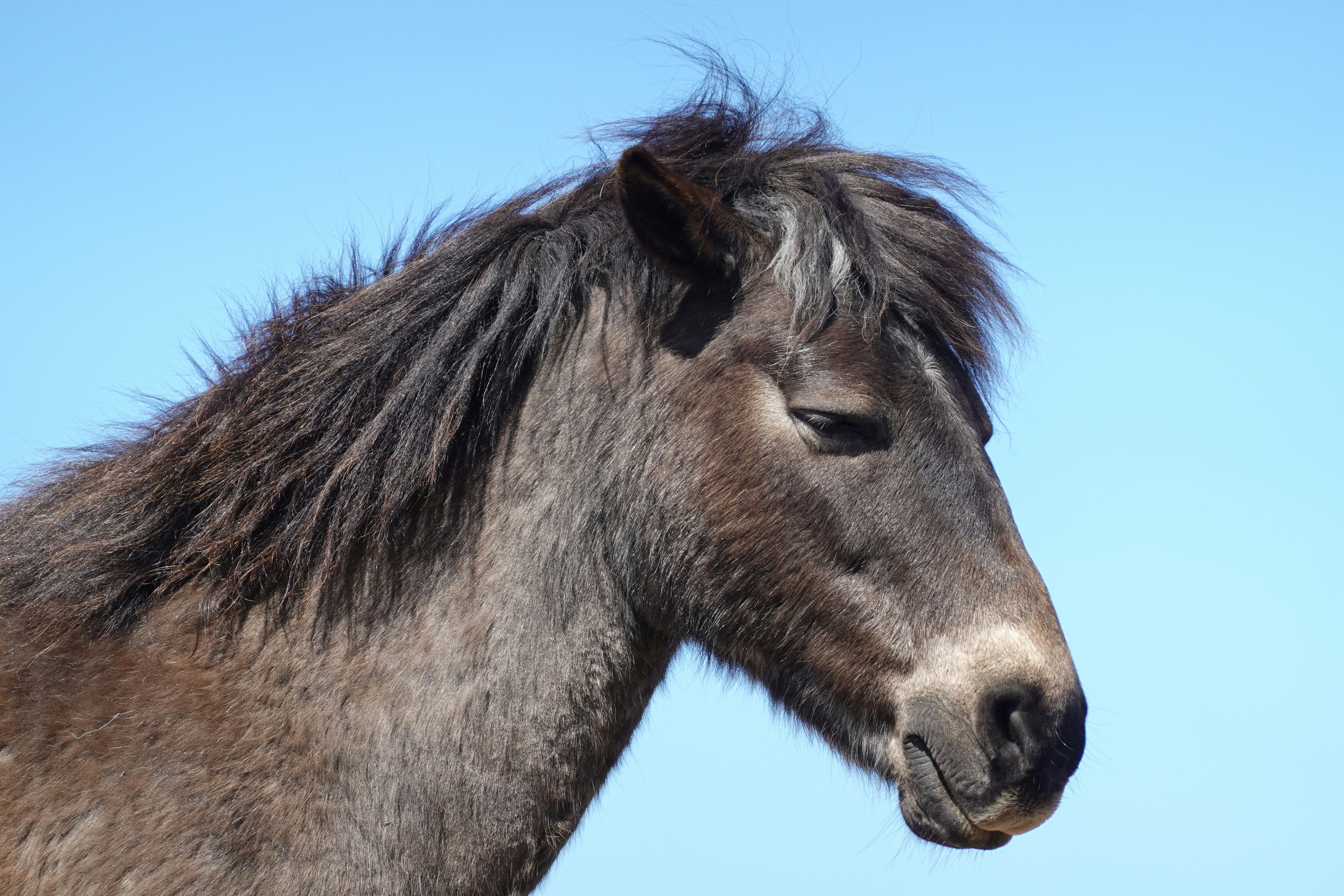 A Quiet Sidelong Glance: The Horse’s Gentle Profile Against a Cerulean Sky