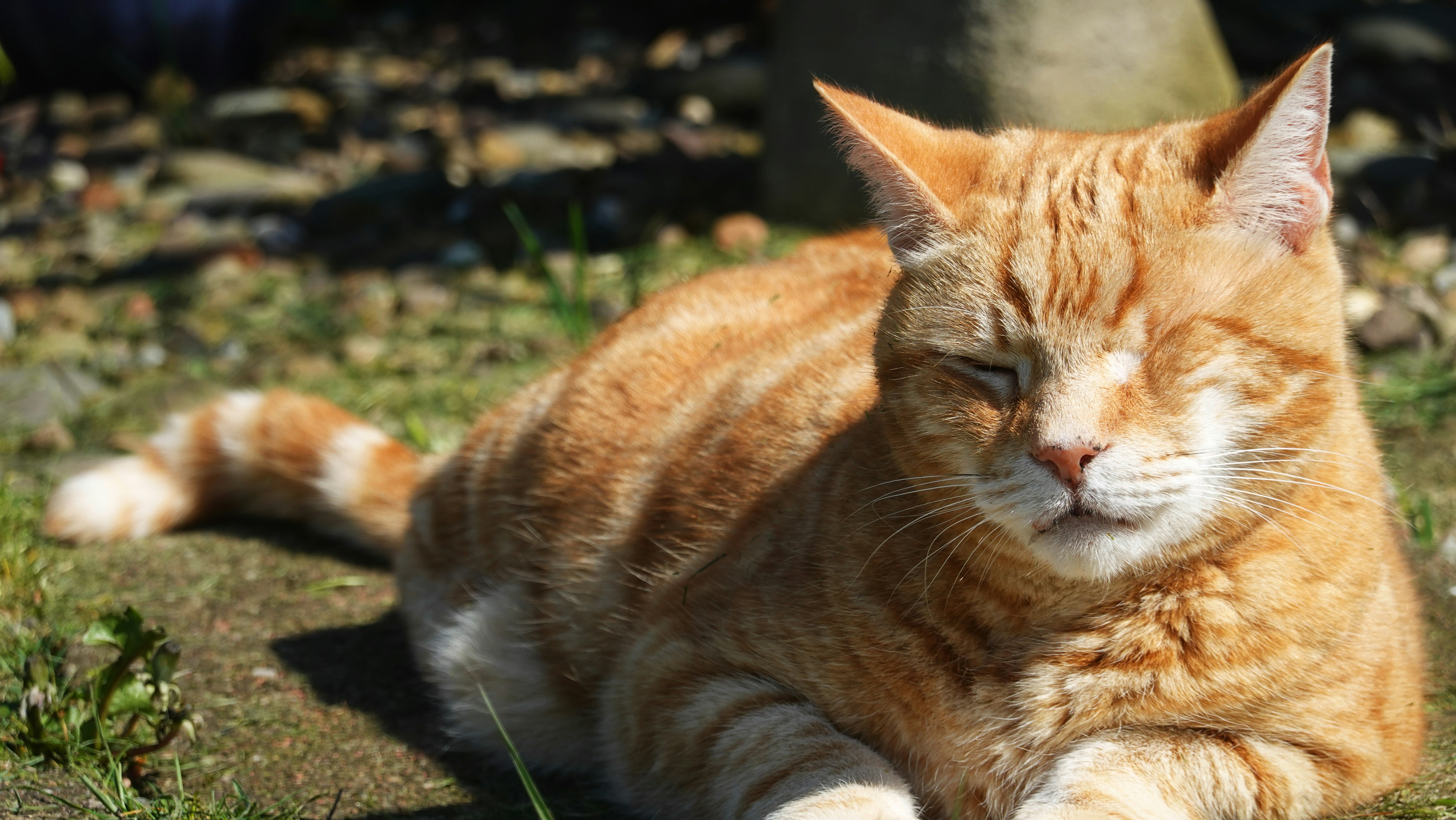 Sunlit Ginger Purr: A Resting Orange Cat in Front of a Park Background