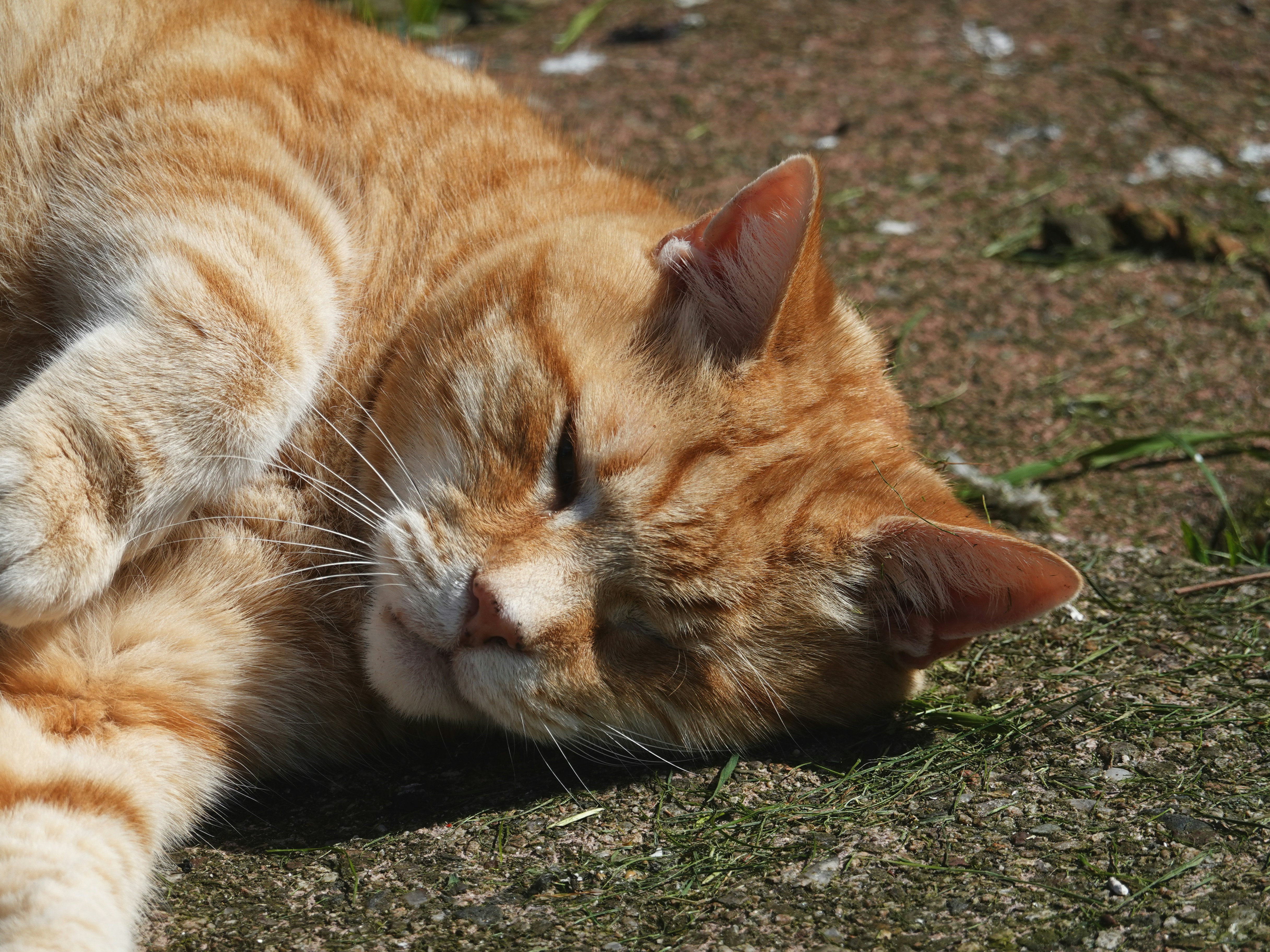 Sunlit Rest: A Ginger Cat Dozes on a Warm Path