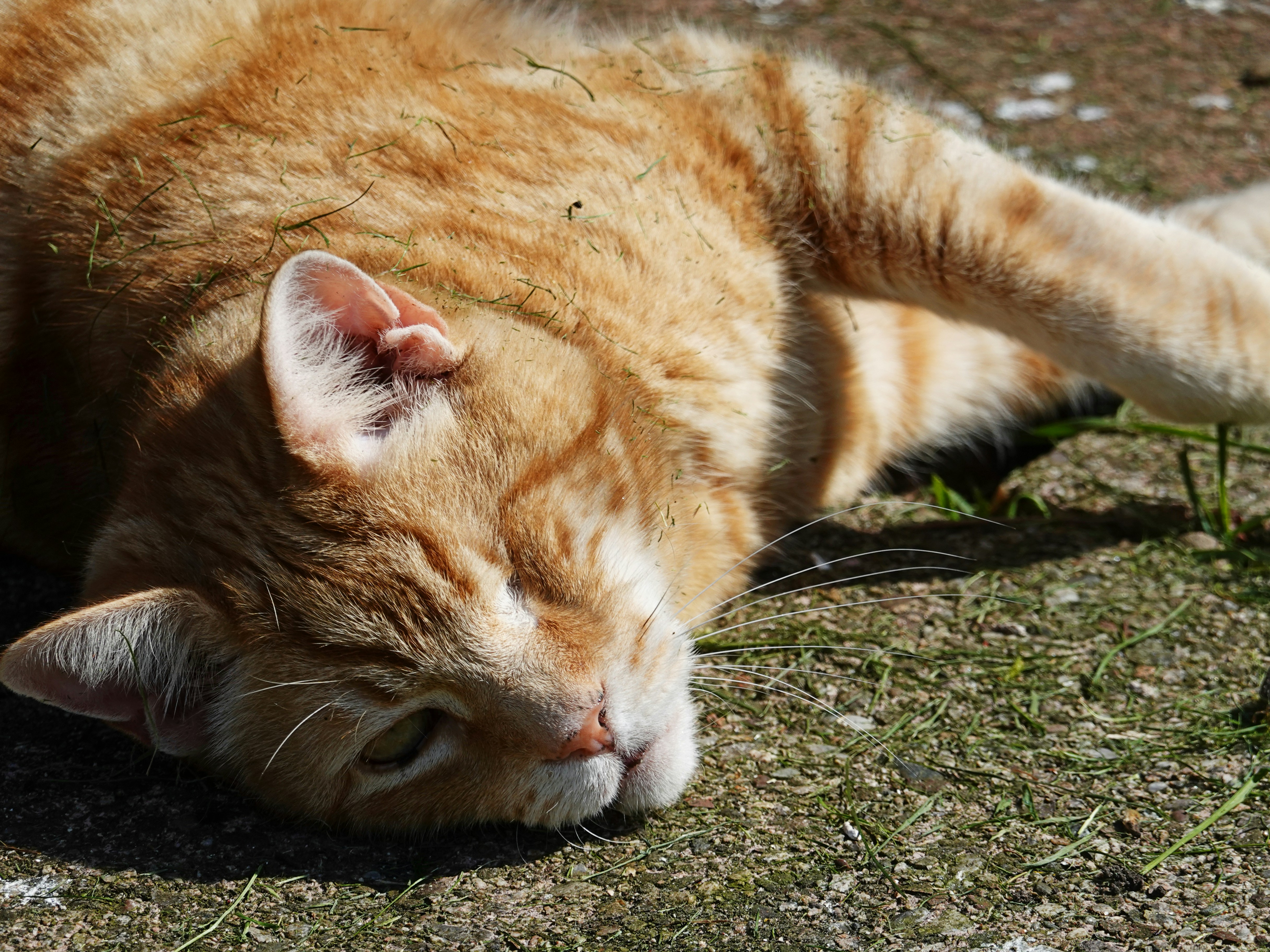 Sunlit Rest: An Orange Cat in Quiet Grass