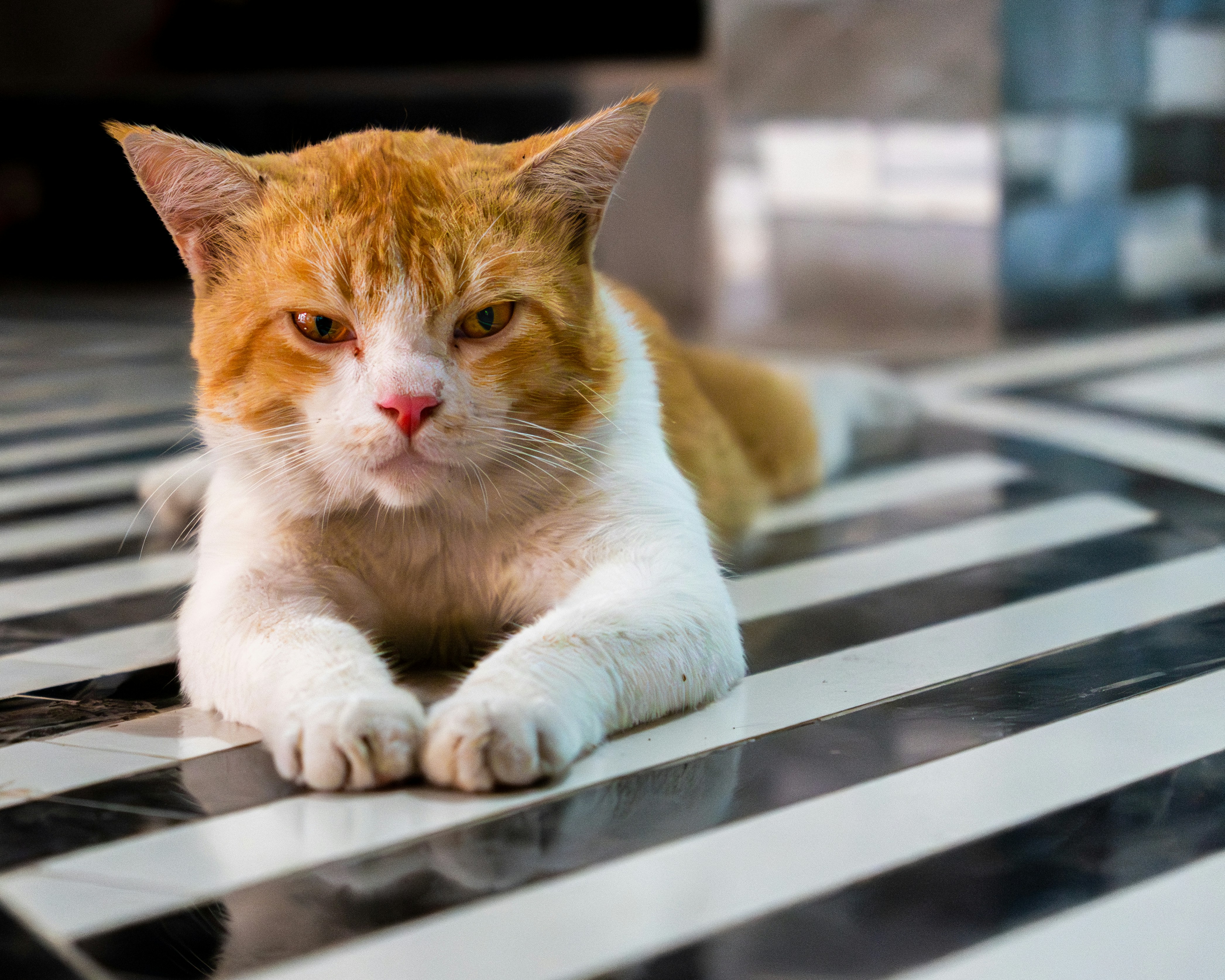 Low-angle lounge: cat rests on glossy striped floor with a calm, amber gaze