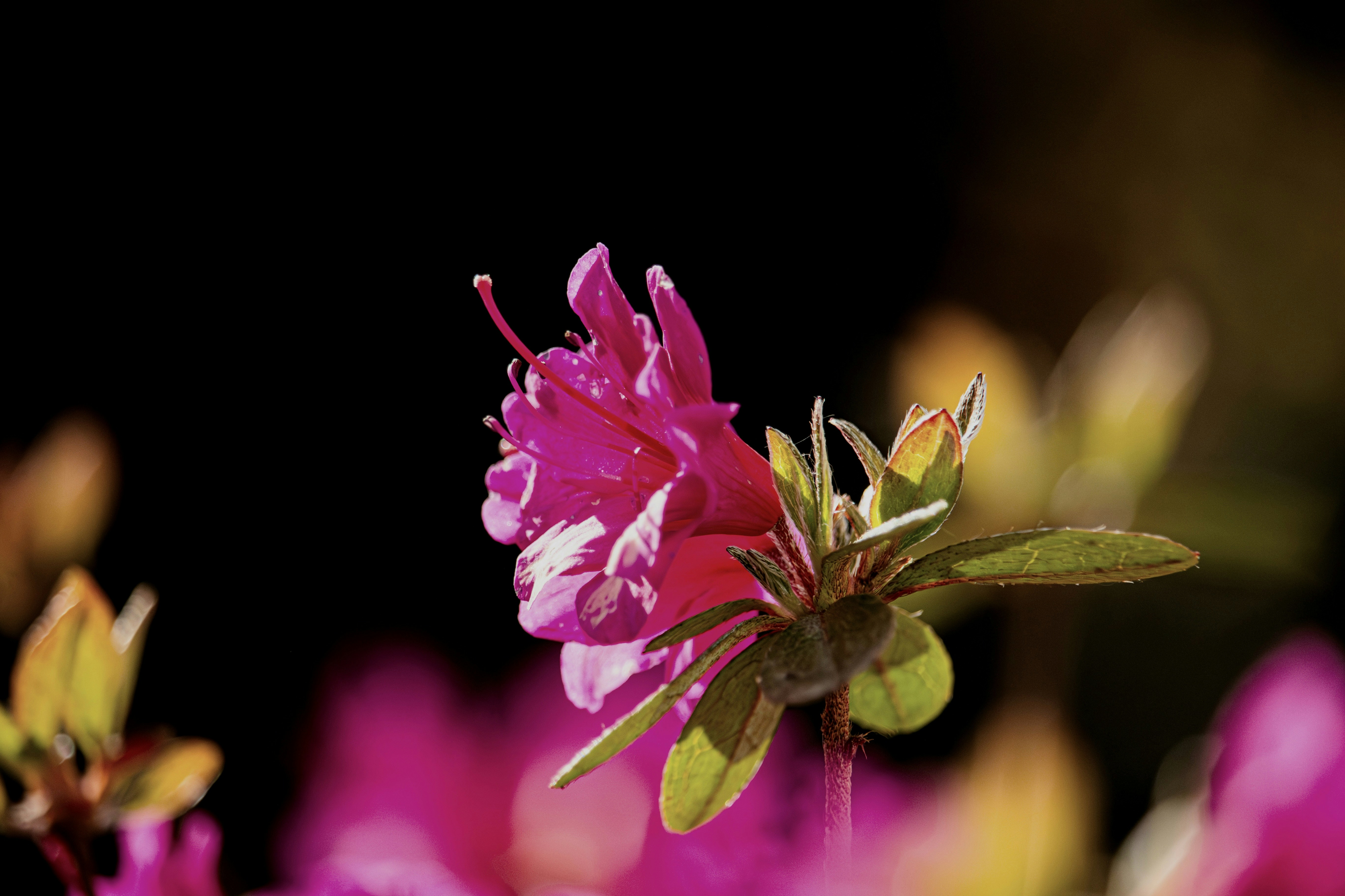 Pink blossom in sharp focus against a blurred backdrop