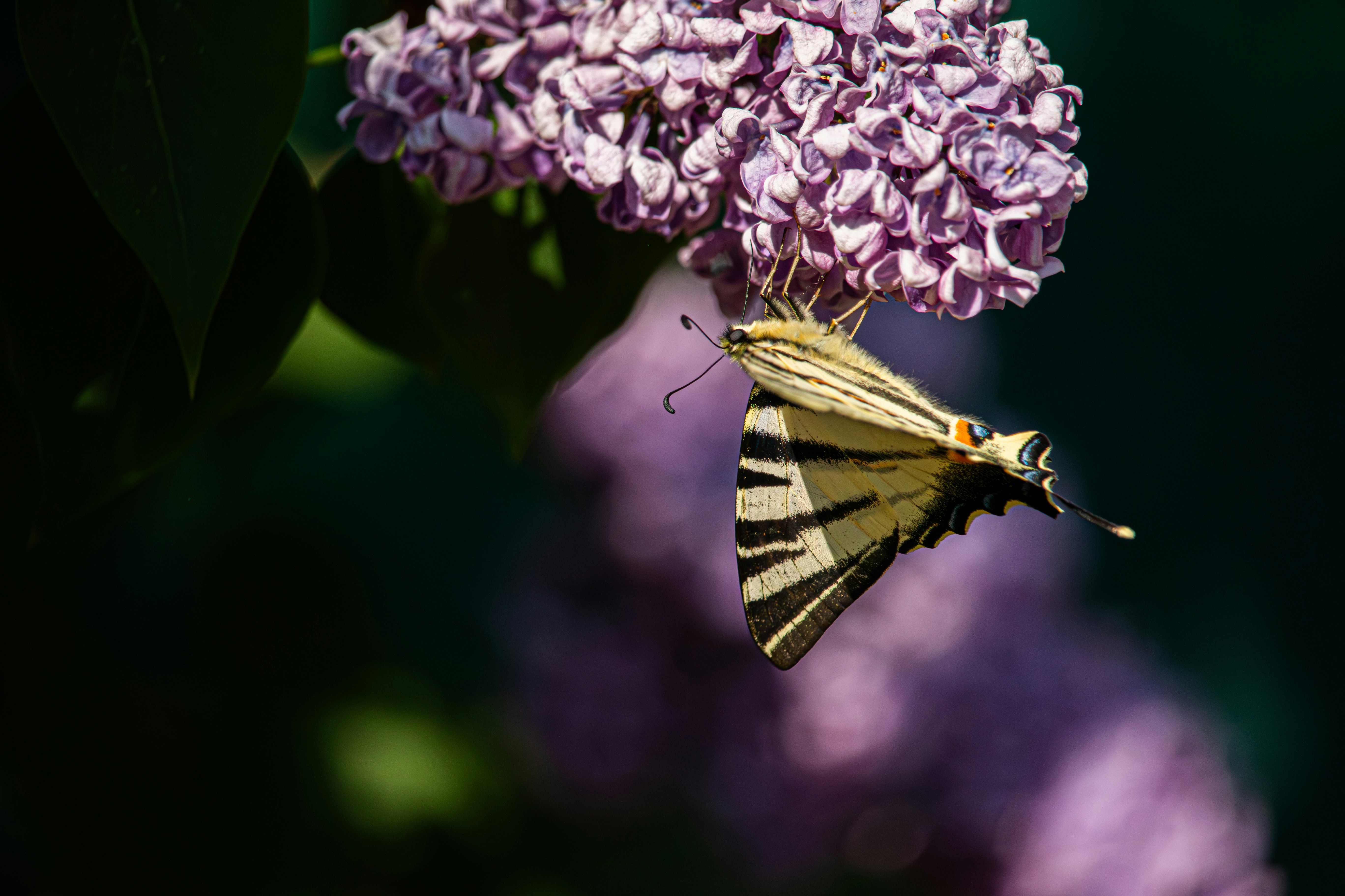 Purple Hydrangea Stopover: A Zebra Butterfly at the Bloom