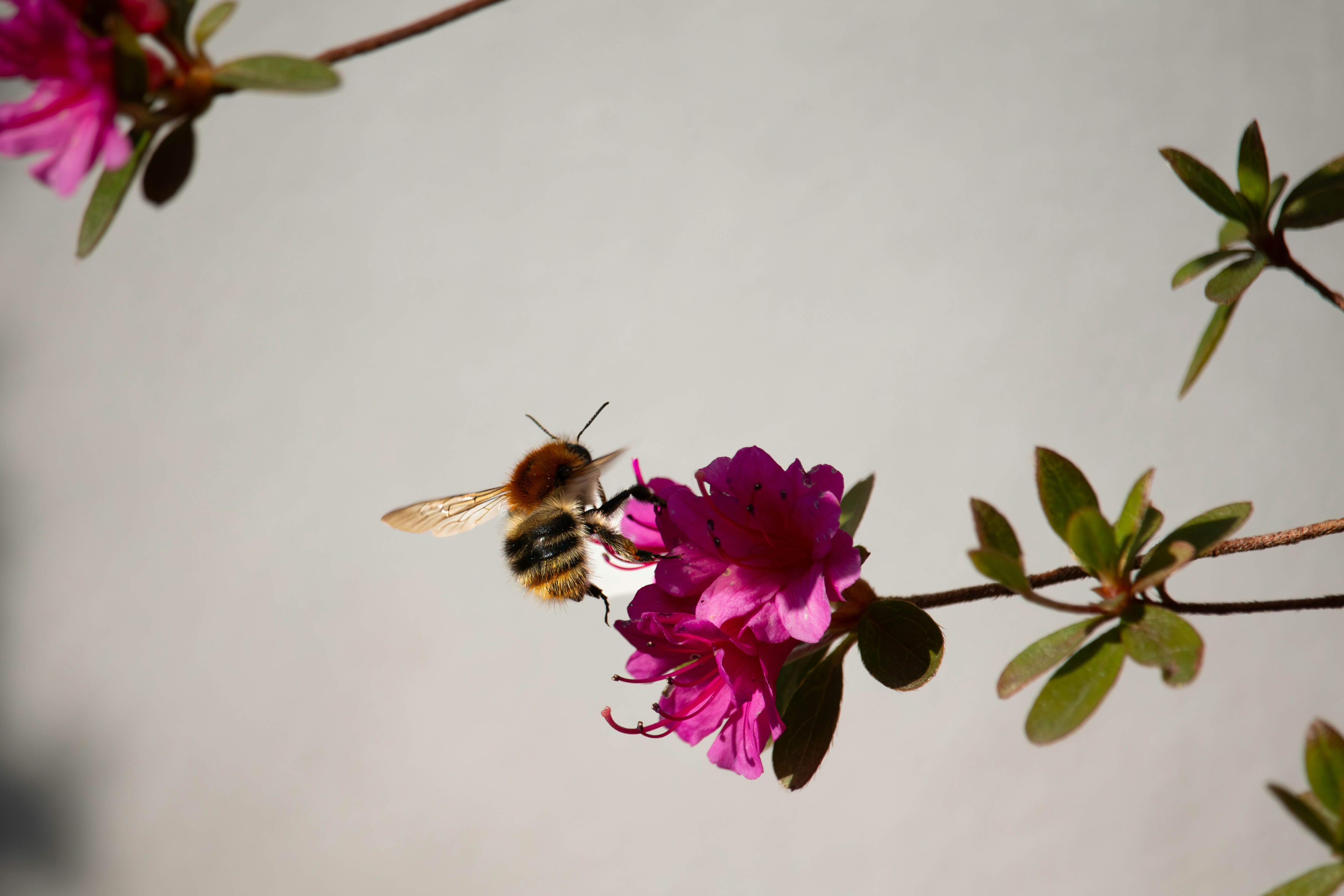 Buzzing in Pink: A Honeybee Delivers Pollen on a Flower