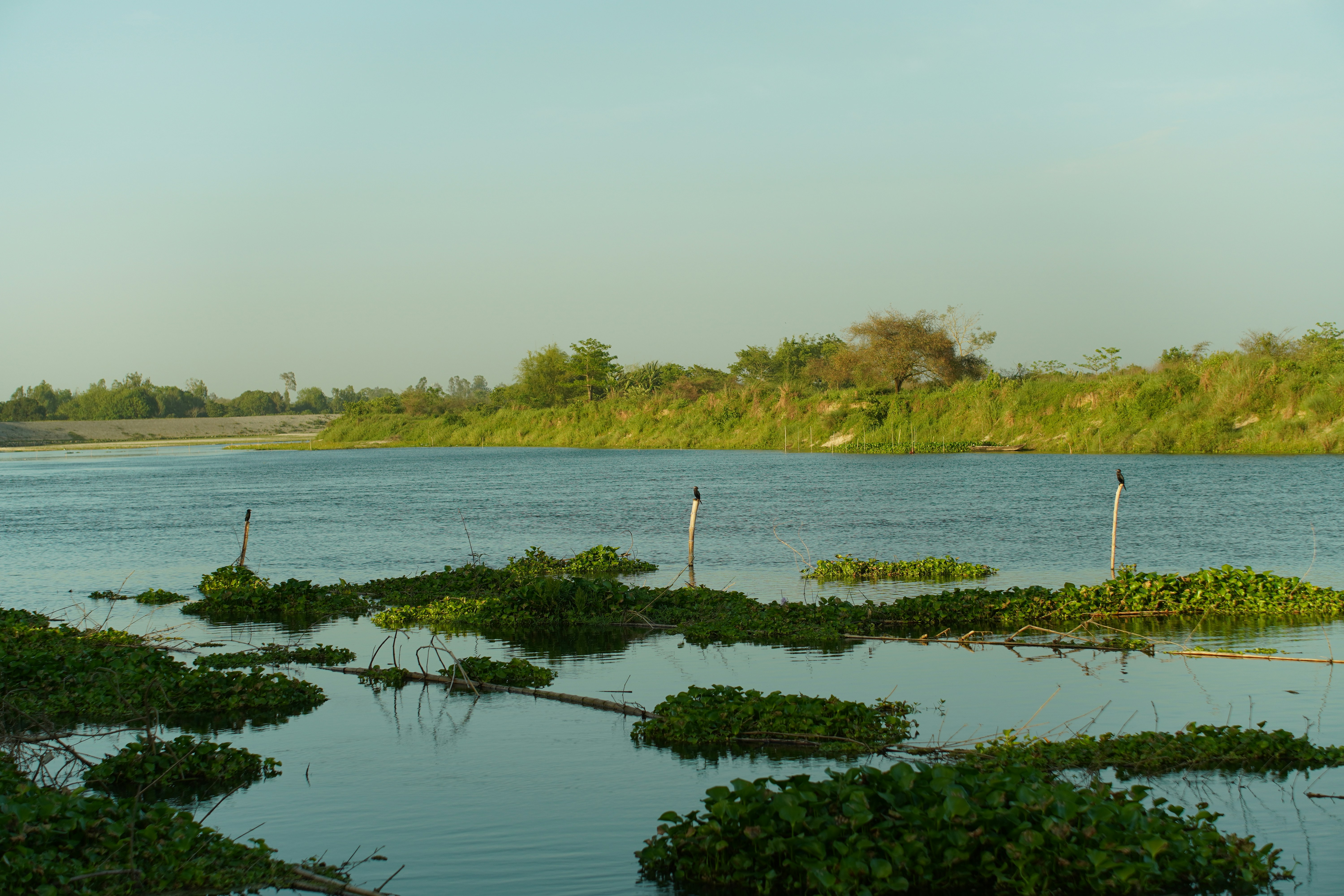 Riverside Flats at Dusk: Green Patches Adrift