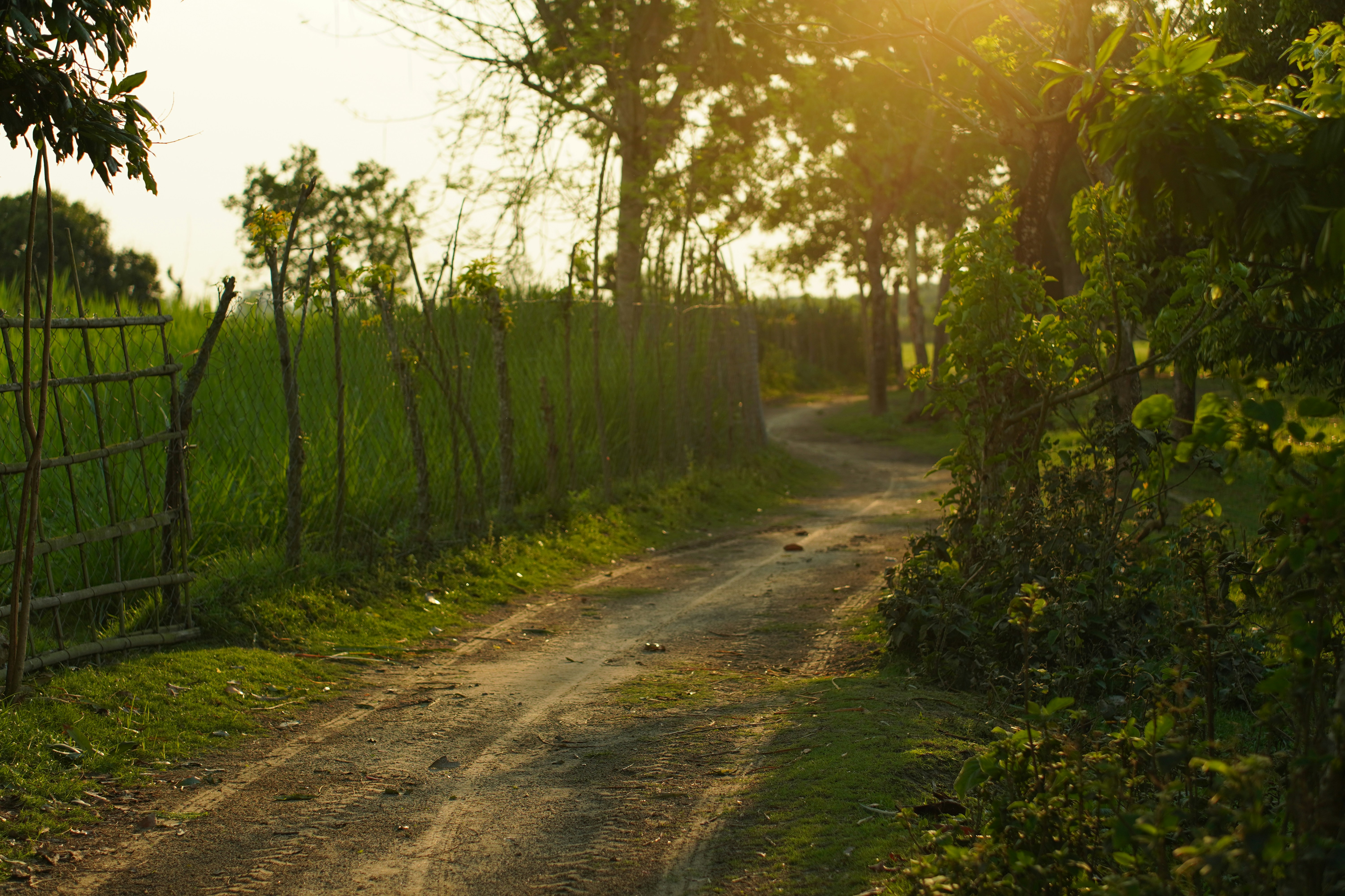 Trail into the Golden Hour: A Quiet Rural Path
