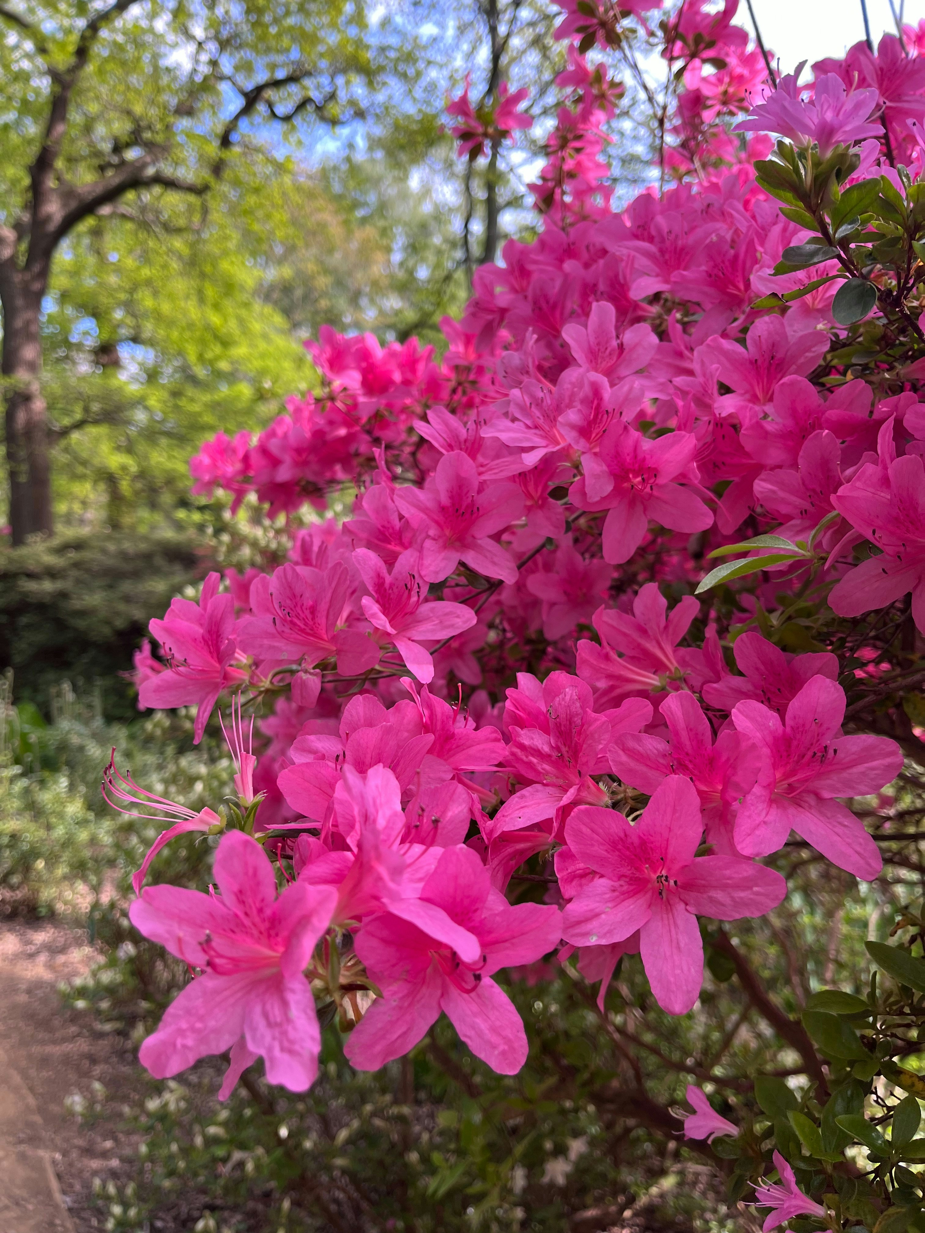 Crimson Blooms in a Sunlit Garden