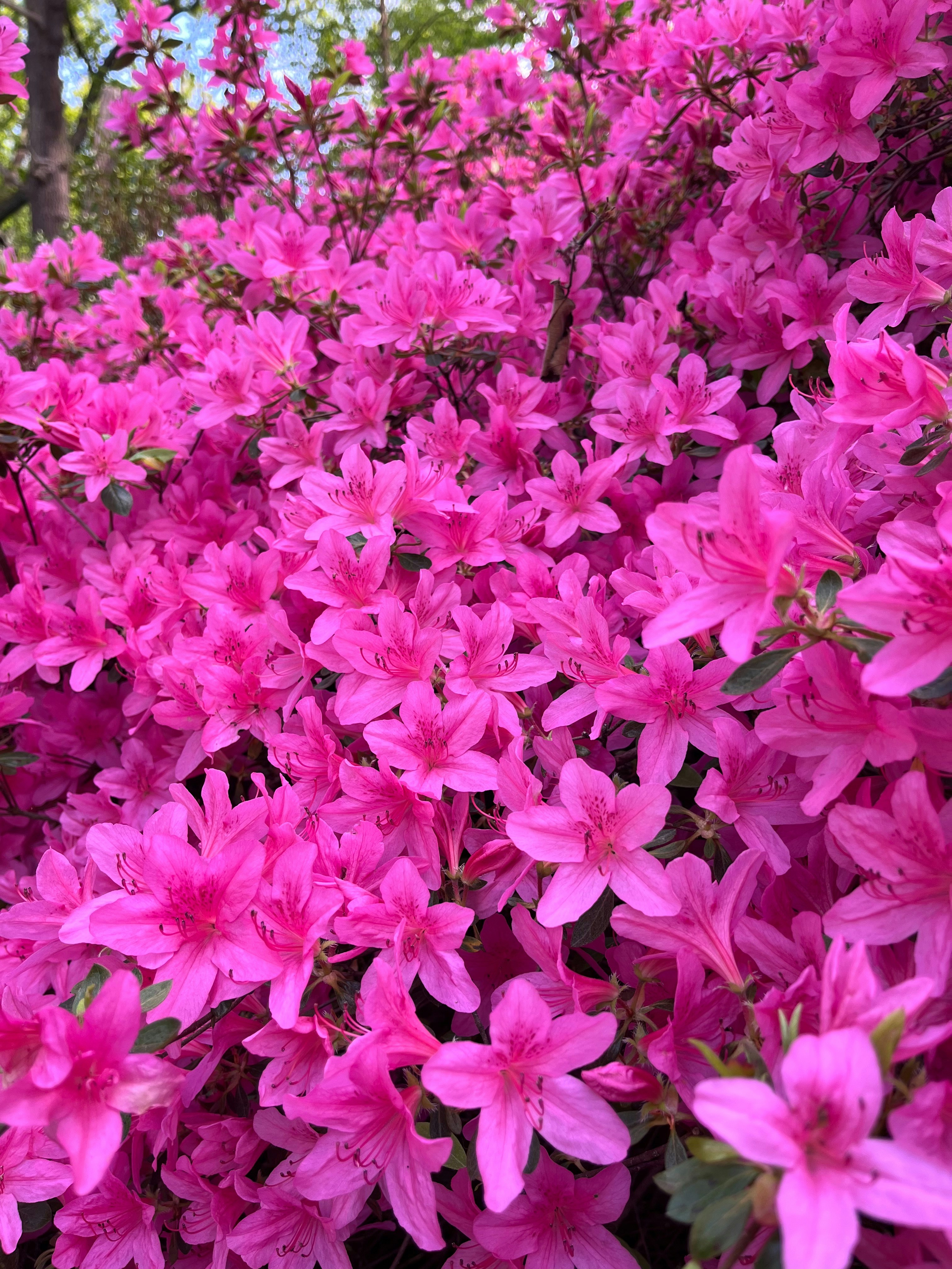 Blossom Sea: Hot Pink Azaleas in Full Bloom