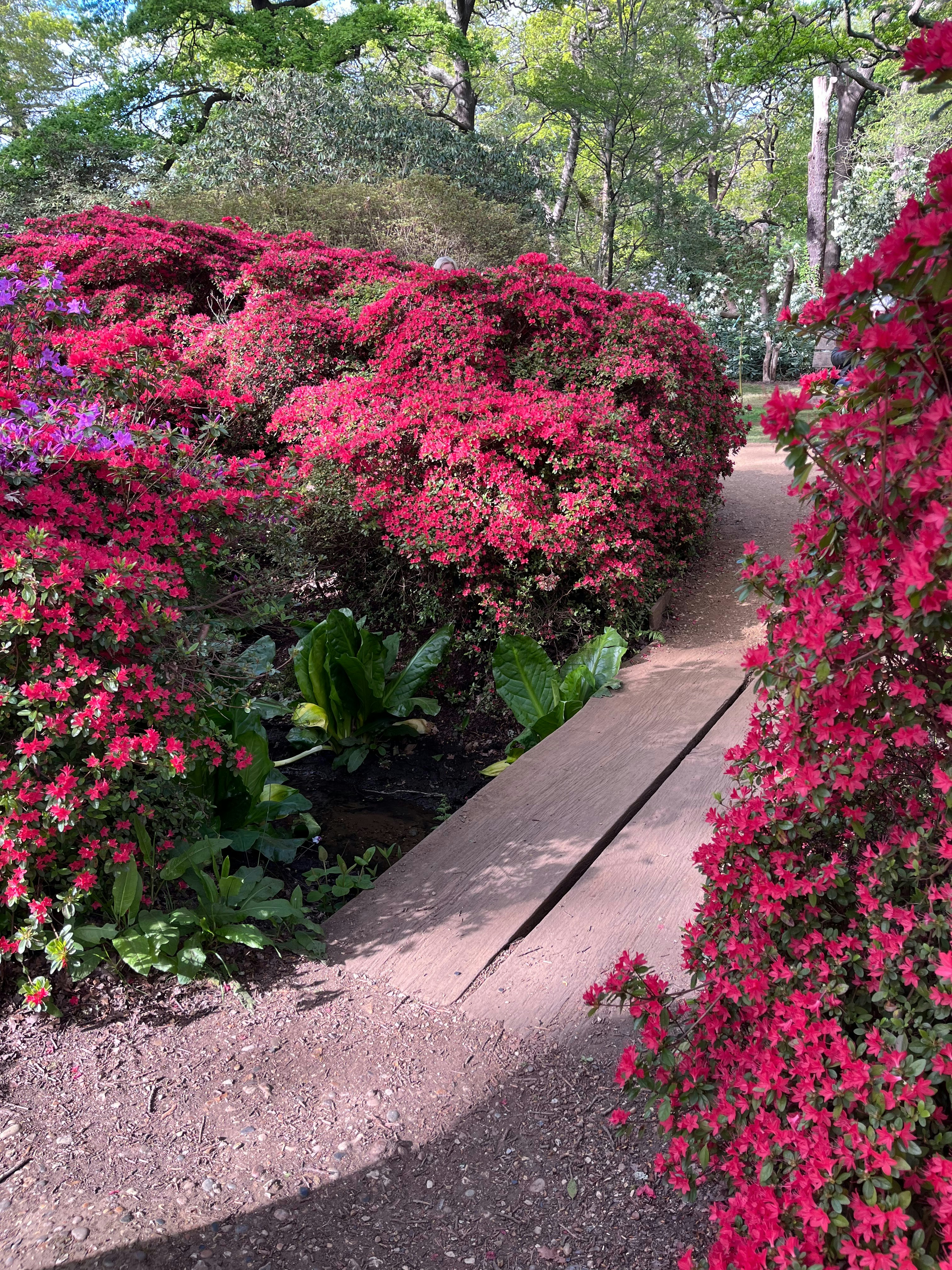 Crimson Azalea Corridor along a Quiet Garden Path