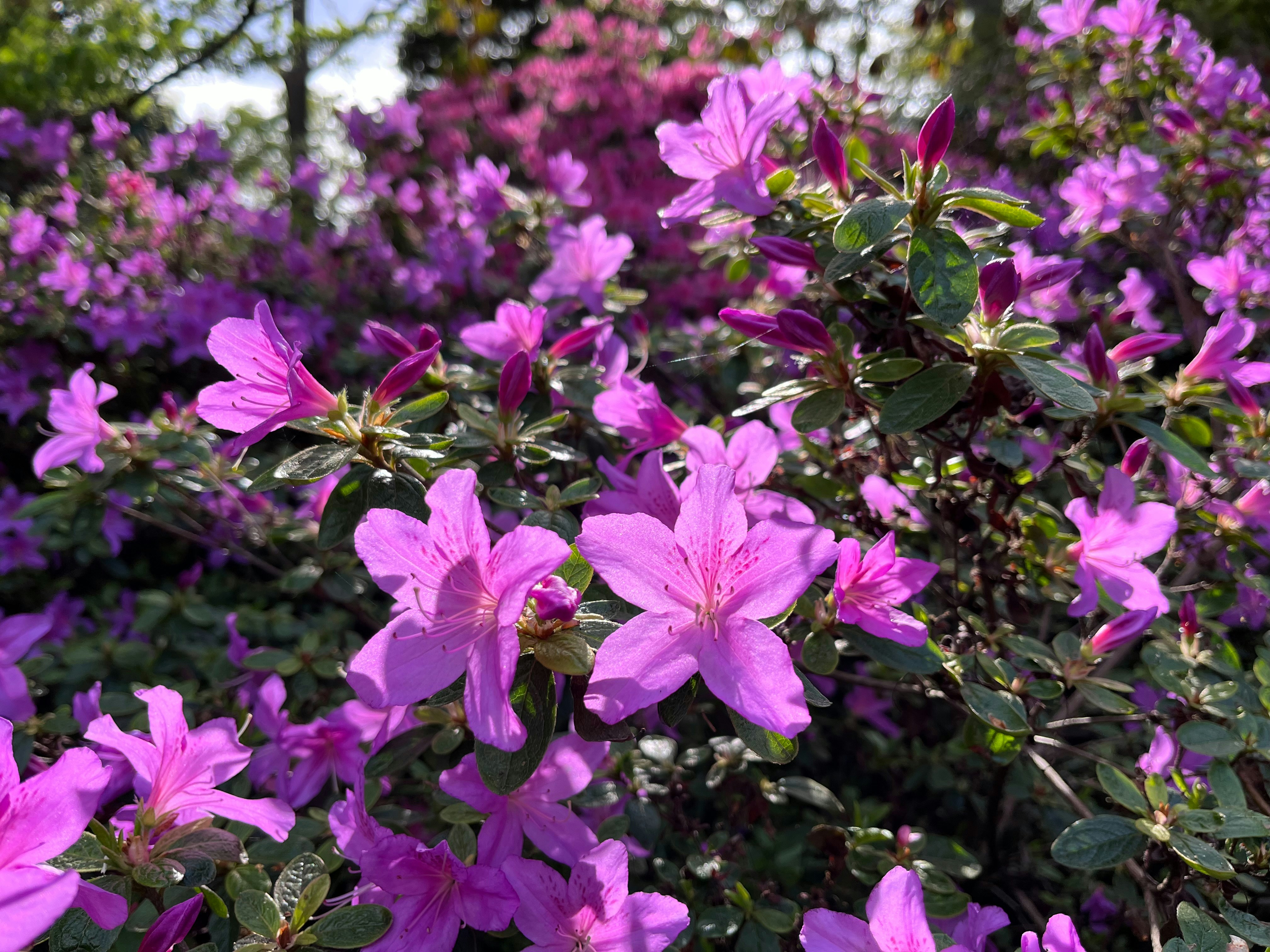 Vibrant Magenta Bloomscape in Bright Sunlit Garden