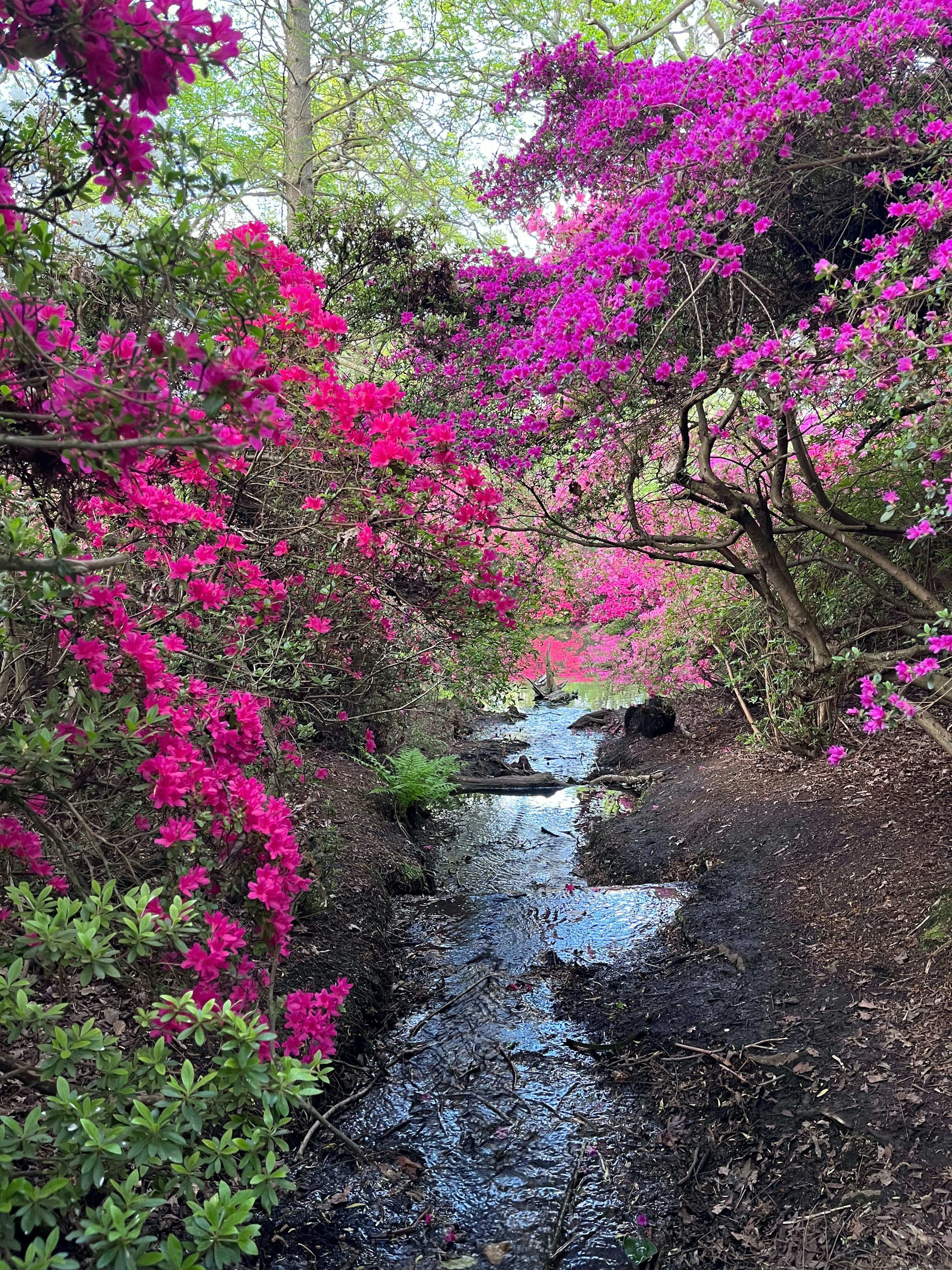 Pink riverGrove: a sunlit stream meanders through azalea arches