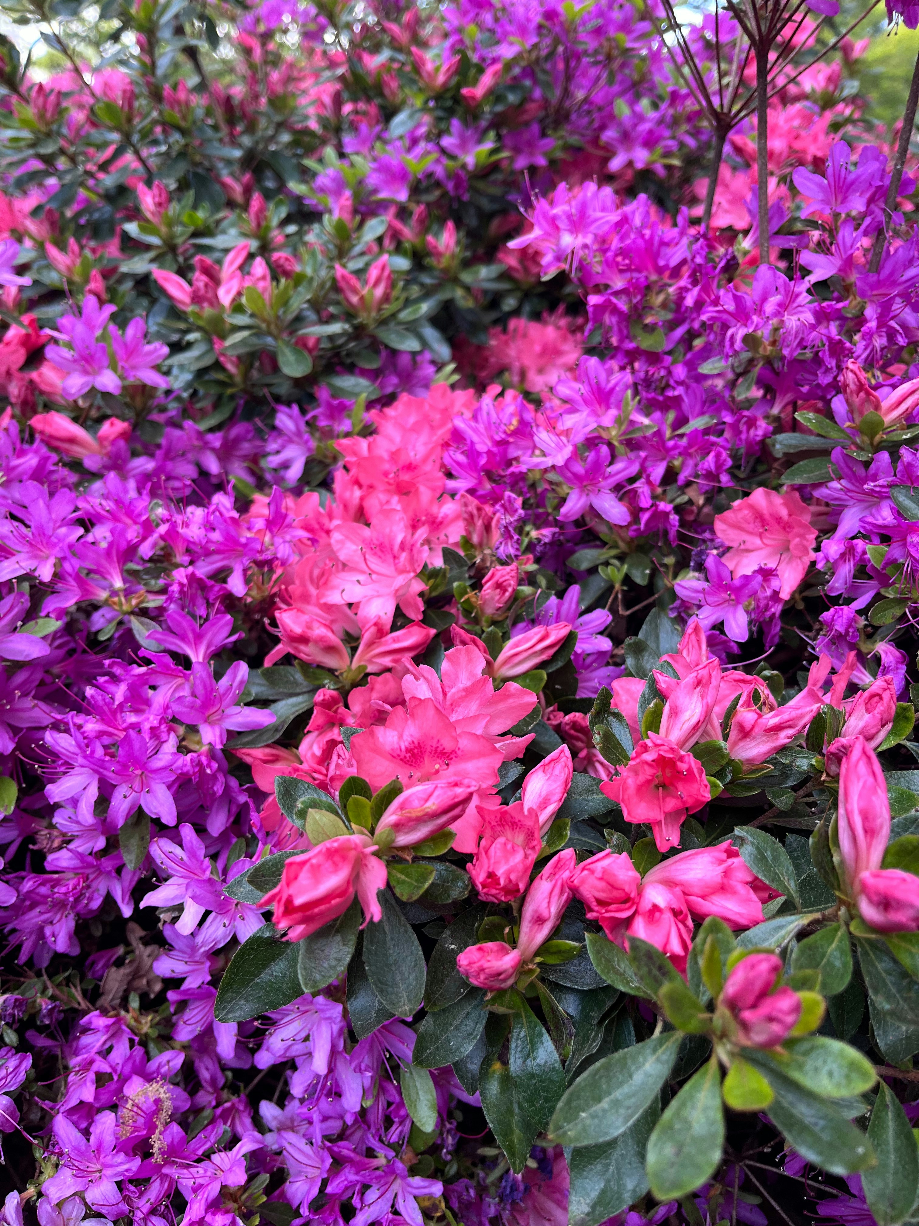 Crimson and Violet Blooms: A Sea of Azaleas in Focus