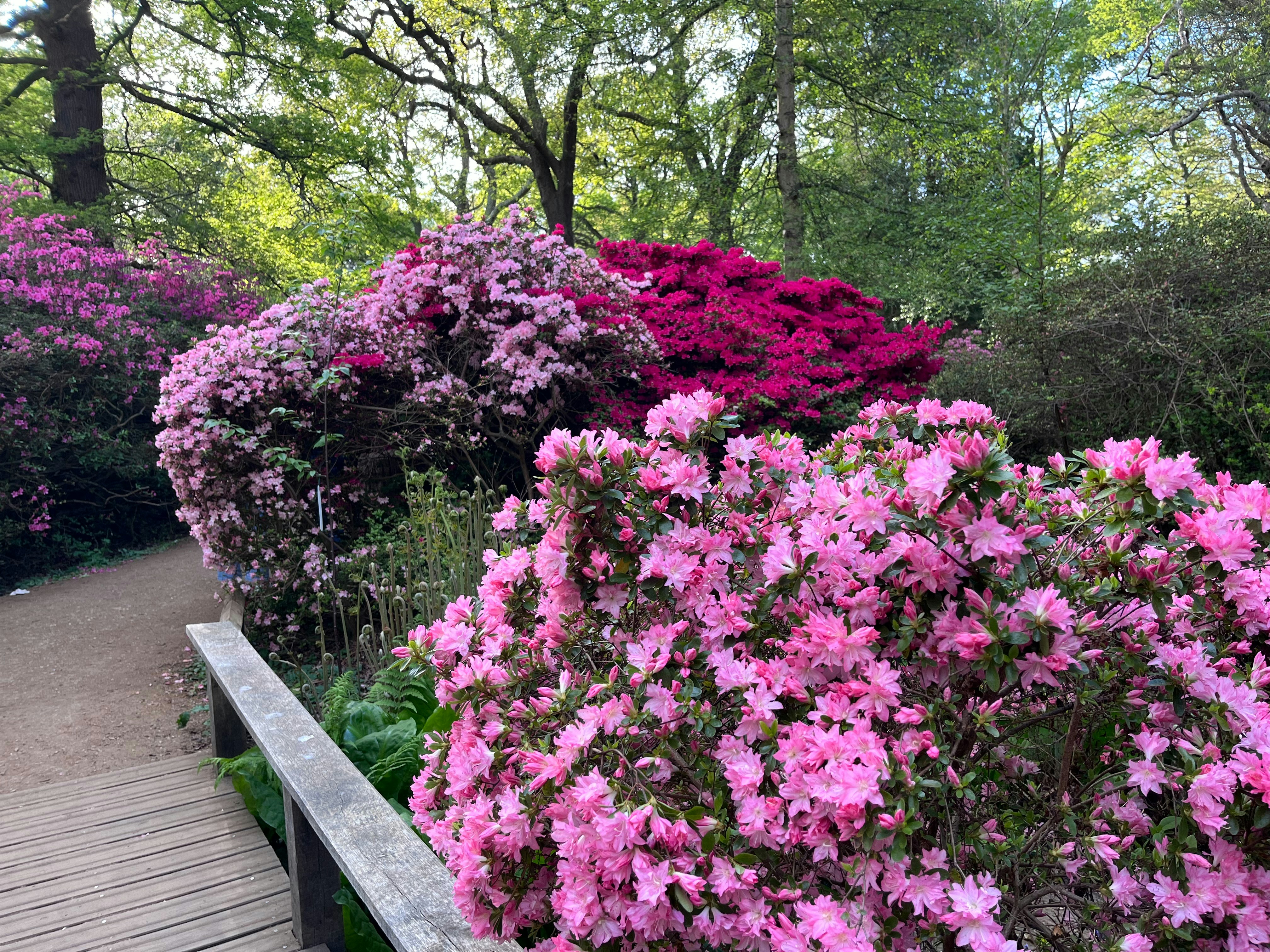 Pink Azalea Corridor: A Garden Path Framed by Blooming Clouds