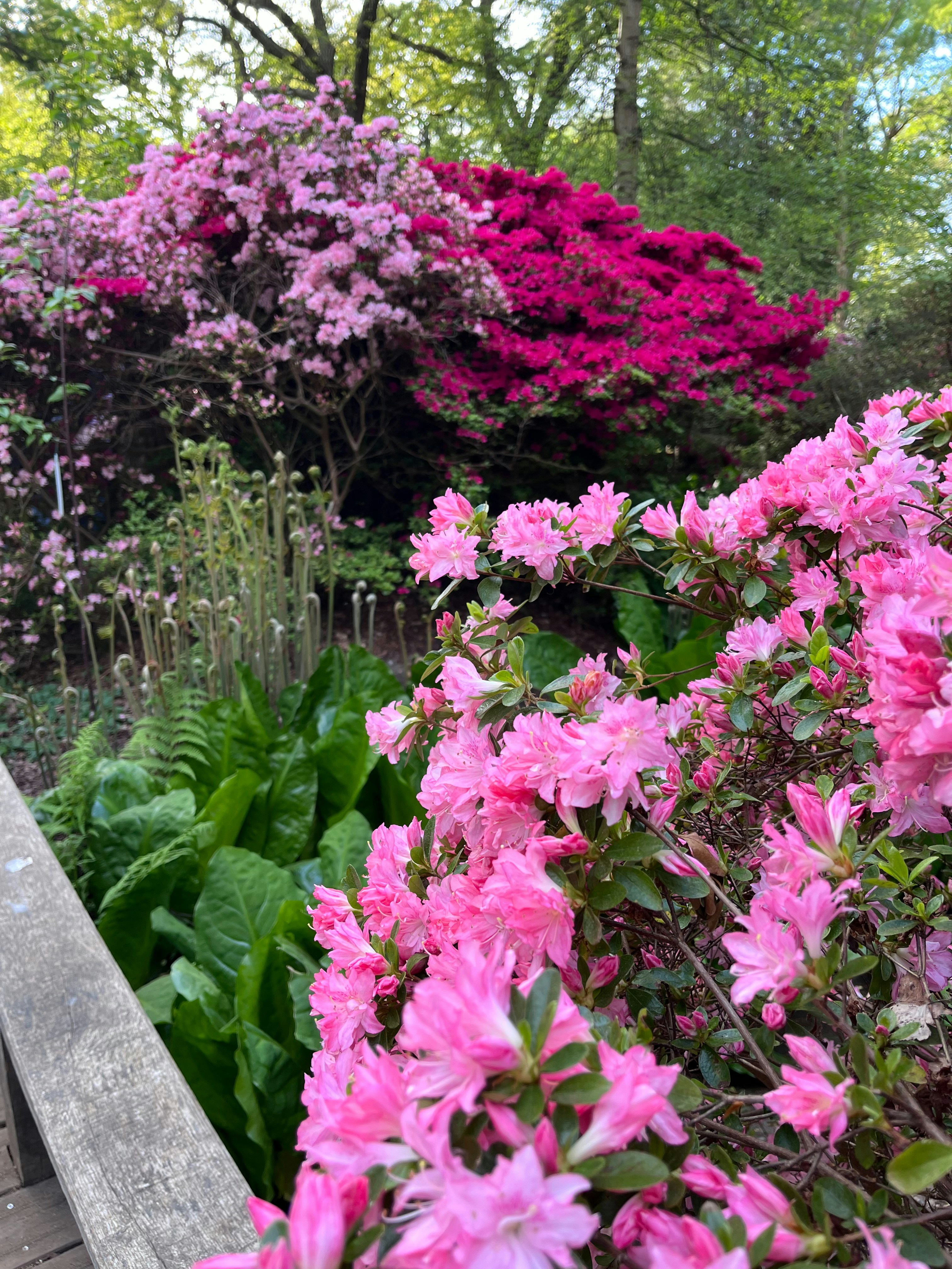 Pink Azalea Row: A Garden's Coral Wave Across the Fence